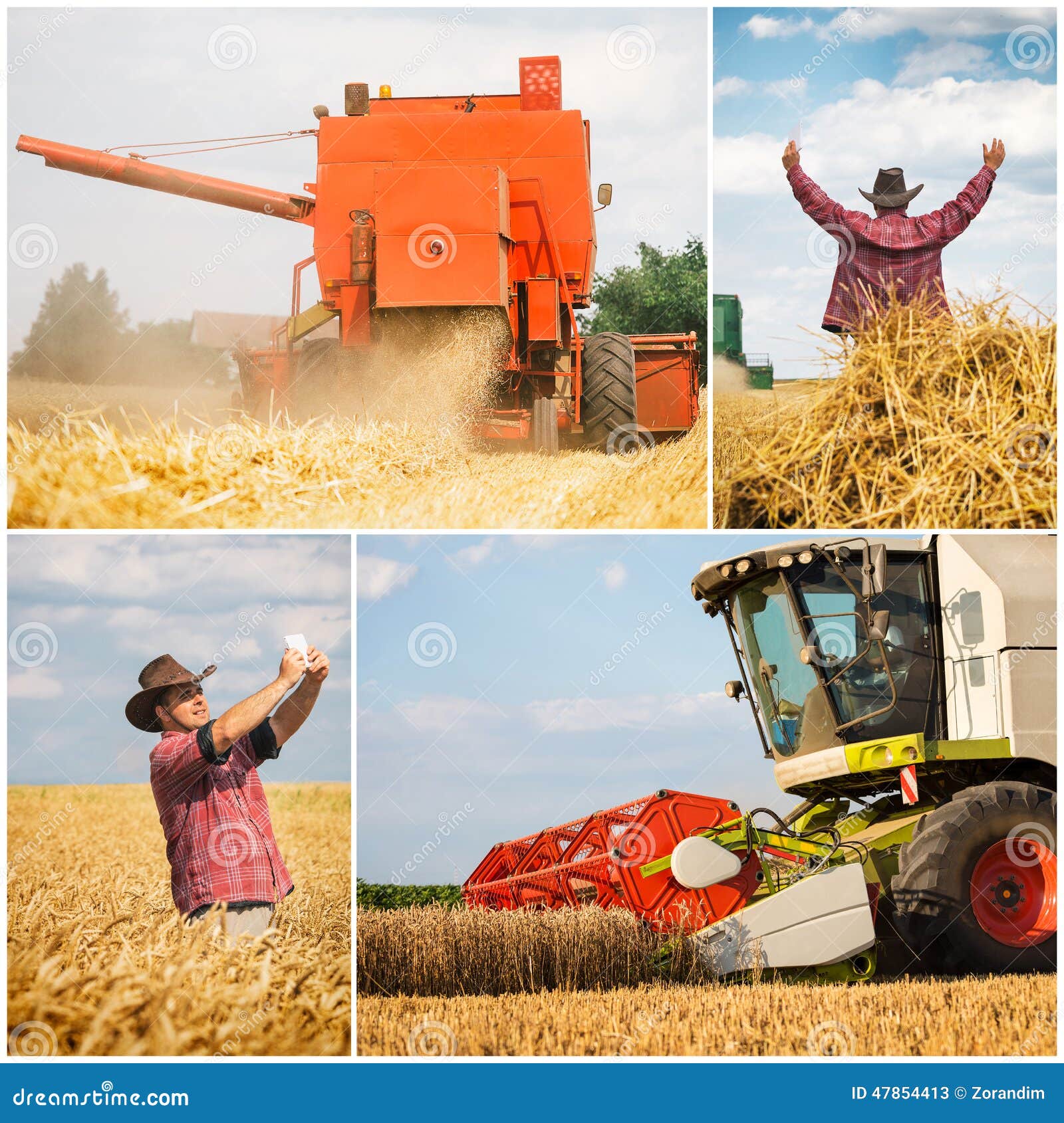 Wheat harvest - collage stock image. Image of cereal - 47854413