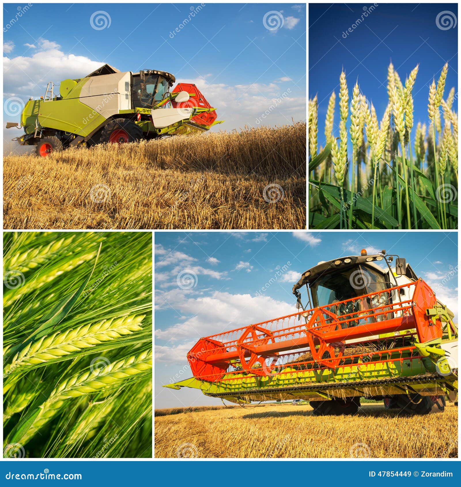 Wheat harvest - collage stock image. Image of people - 47854449