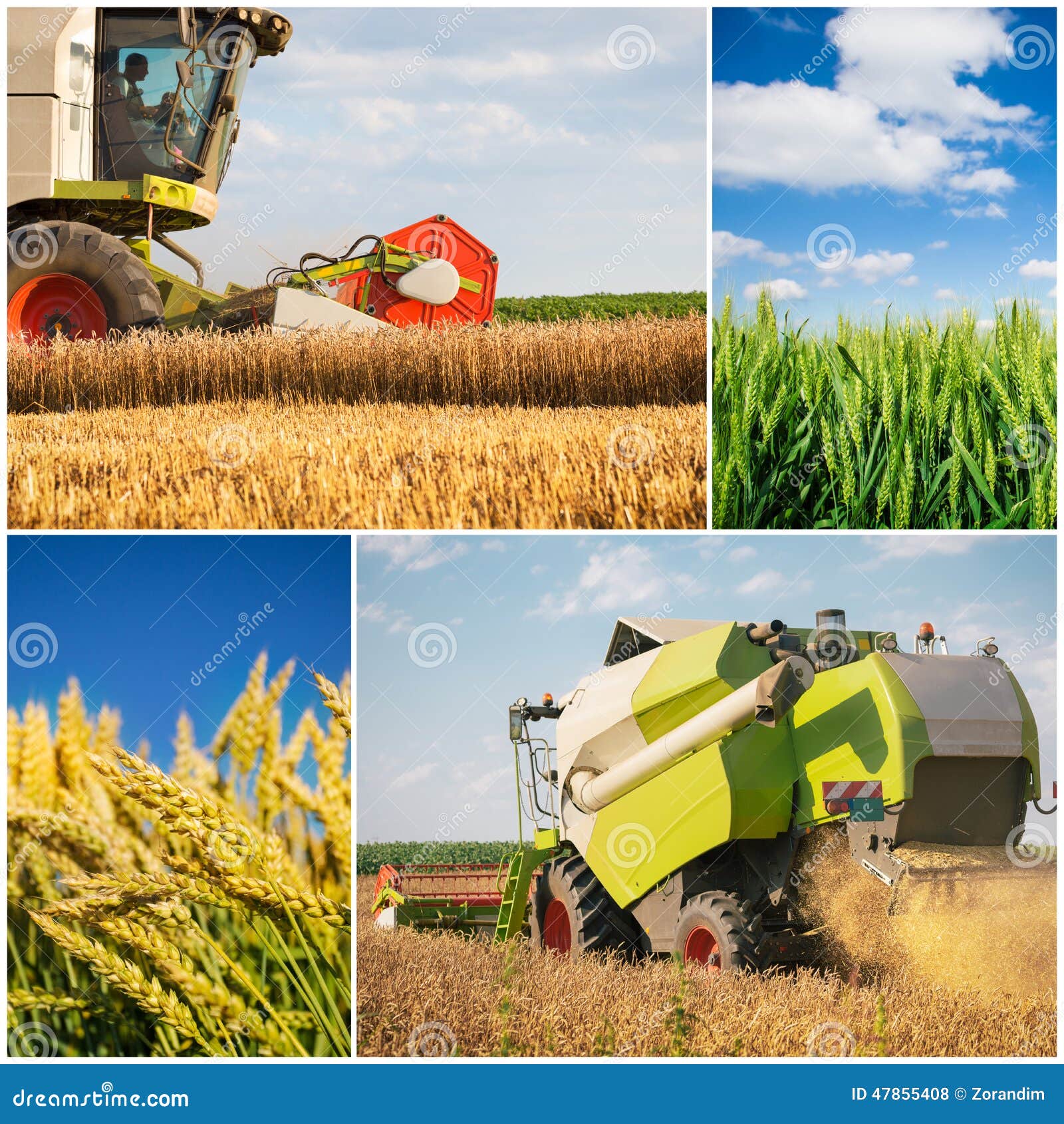 Wheat harvest - collage stock photo. Image of golden - 47855408