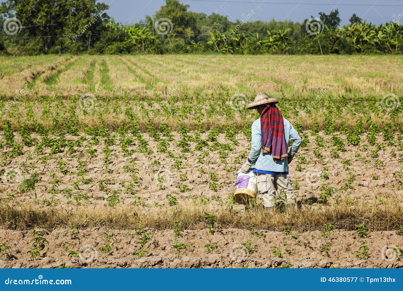 Farmer Growing Plant, Transplanting Rice In Farmland Paddy Field ...