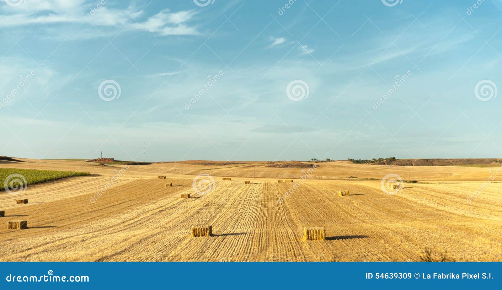Wheat harvest in Spain a stock image. Image of sunny - 54639309