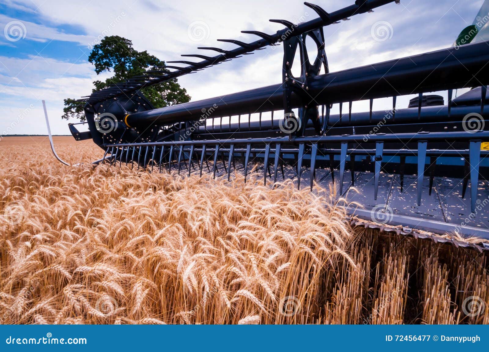 Wheat Harvest stock image. Image of field, fresh, cereal - 72456477