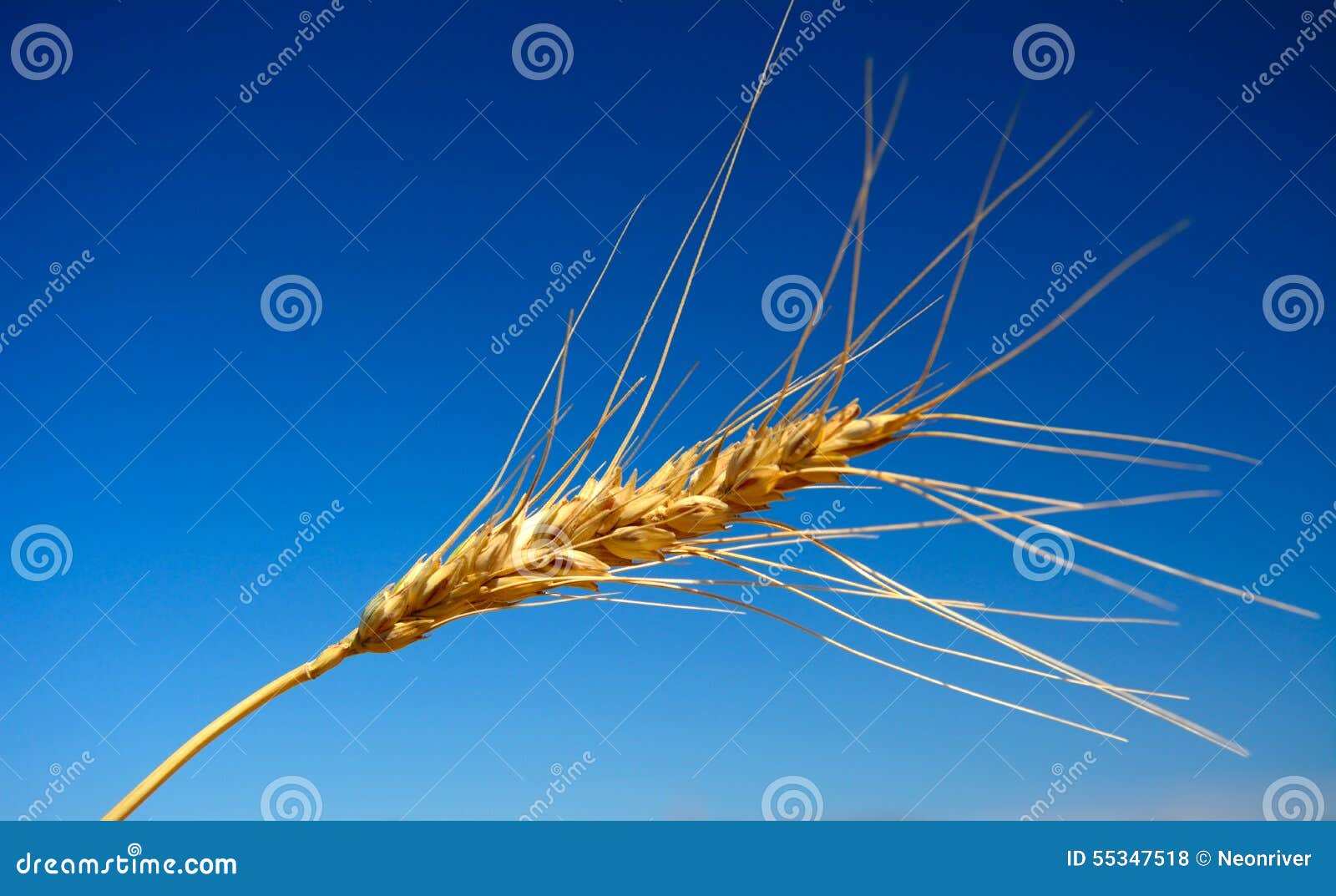 Wheat Harvest Time stock photo. Image of brown, food - 55347518