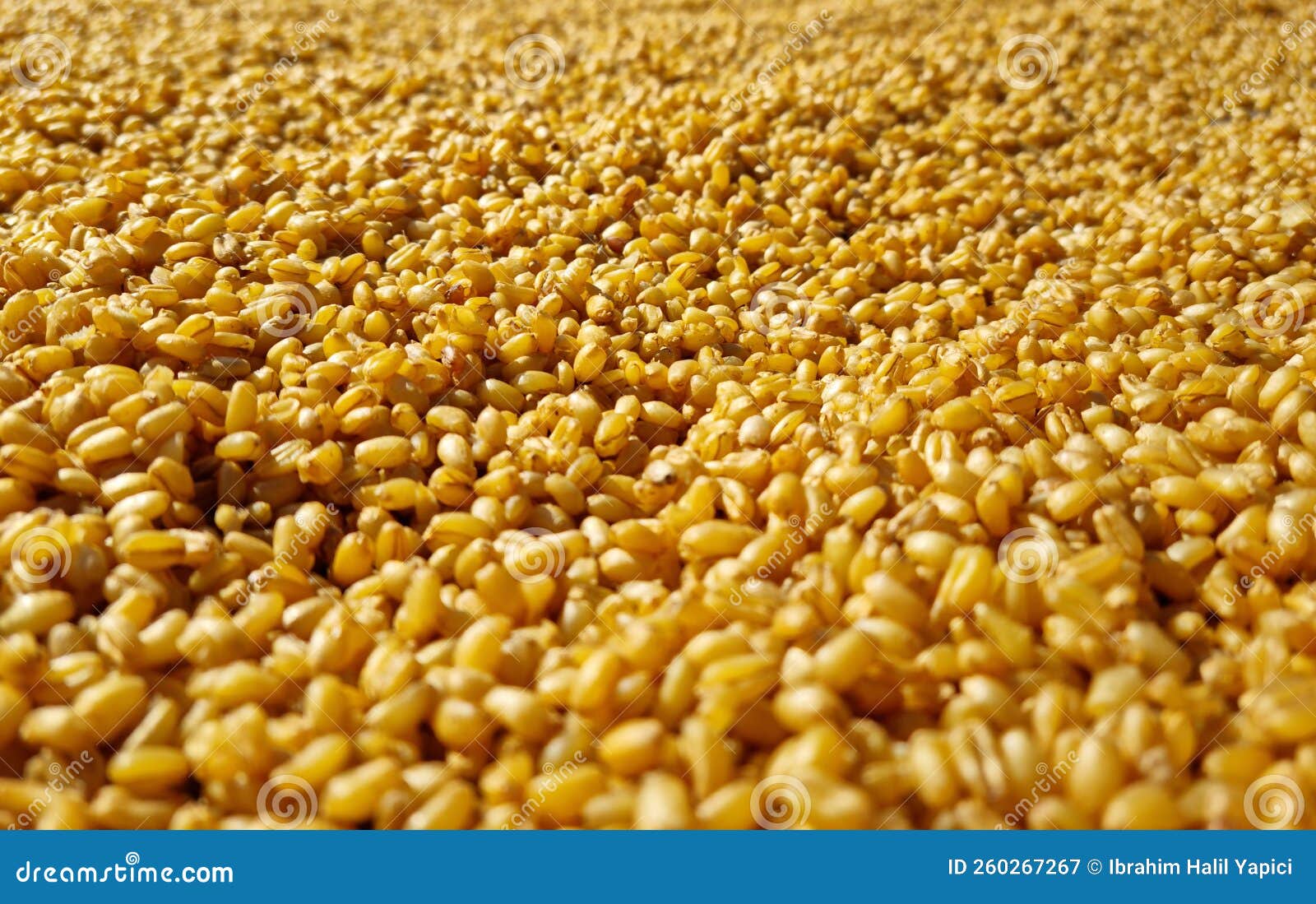 Wheat Harvest and Wheat Drying Under Sun, Selective Focus Stock Image ...