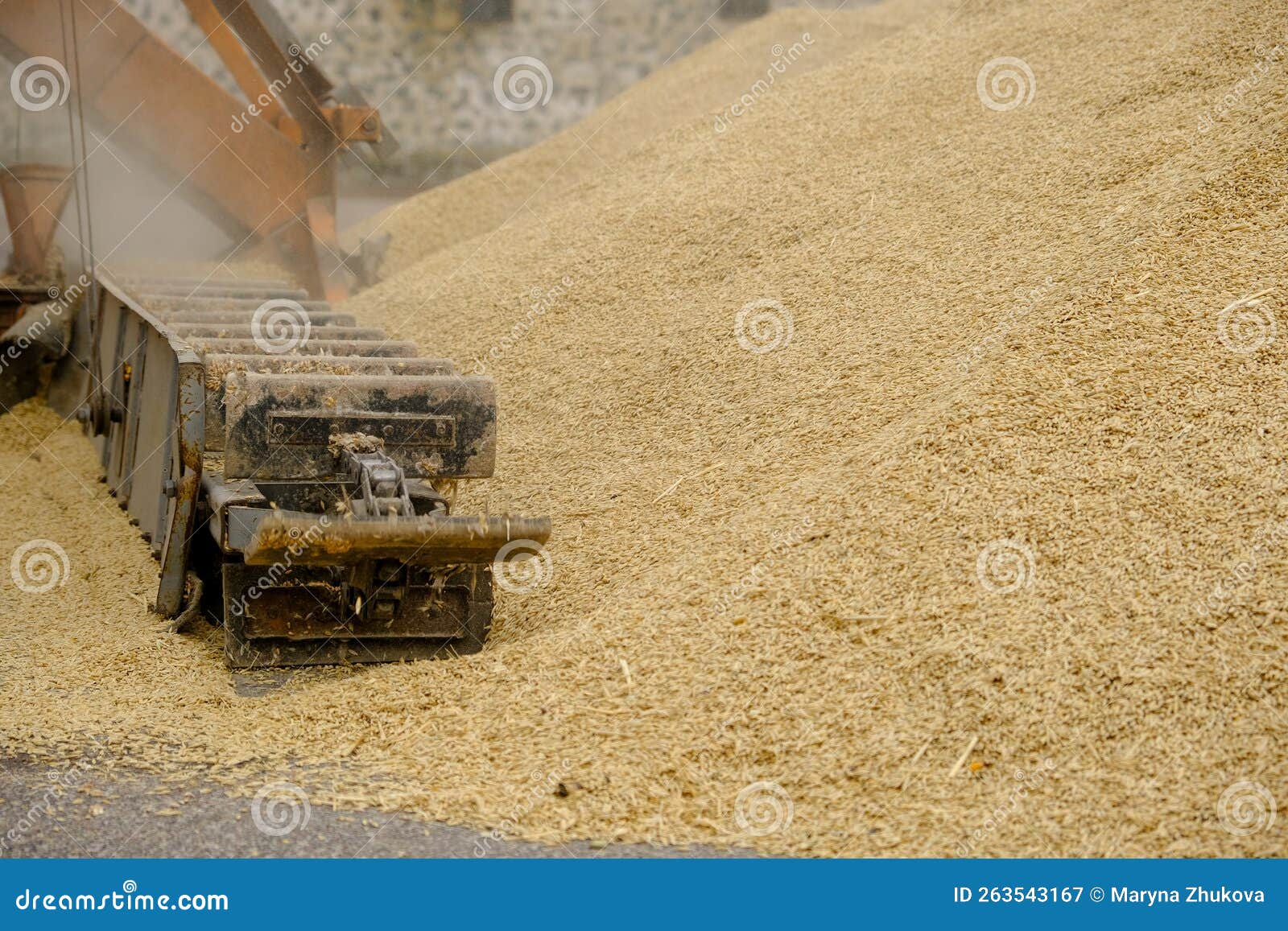 Wheat, after Harvest. Whole Grain for Flour Products. Automatic Food ...