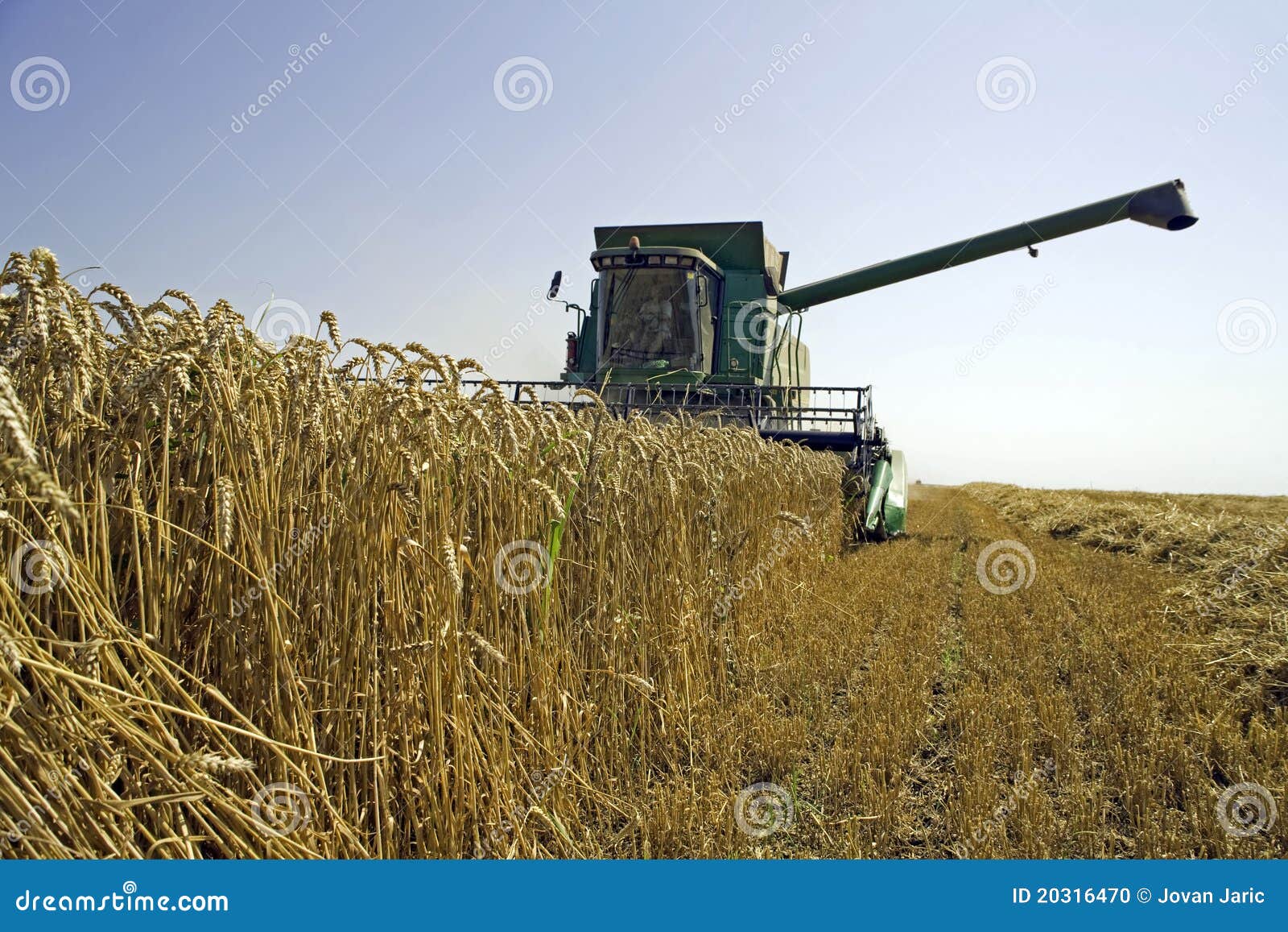 Wheat harvesting stock photo. Image of serbia, machinery - 20316470