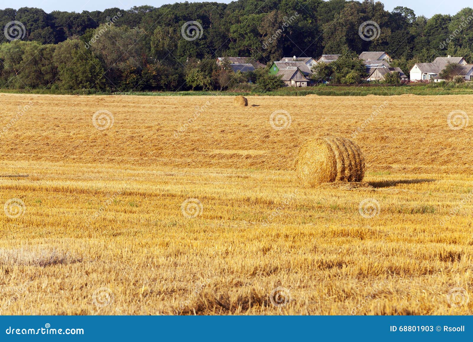 After wheat harvesting stock image. Image of dried, barbed - 68801903