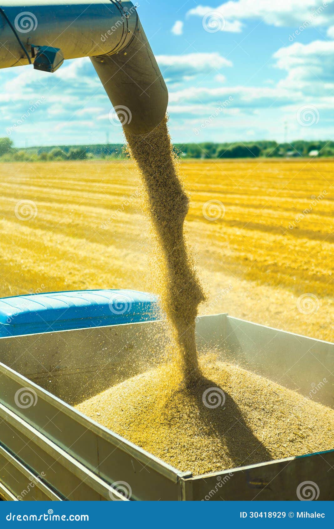 Wheat Harvesting Process. Combines Work In The Field. Royalty-Free ...
