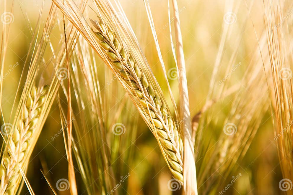 Wheat Head Detail stock photo. Image of texture, produce - 3289368