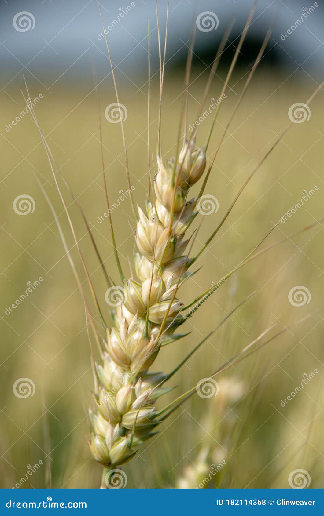 Wheat Head in a Wheat Field Stock Photo - Image of field, bearded ...