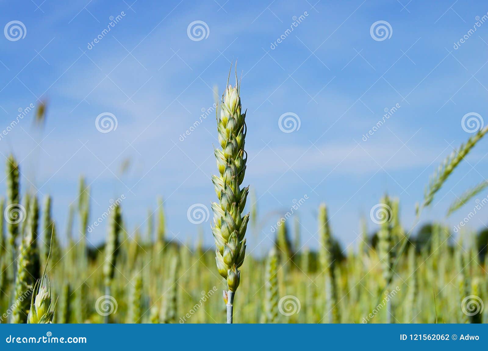 Wheat Head Grains stock photo. Image of wheat, development - 121562062