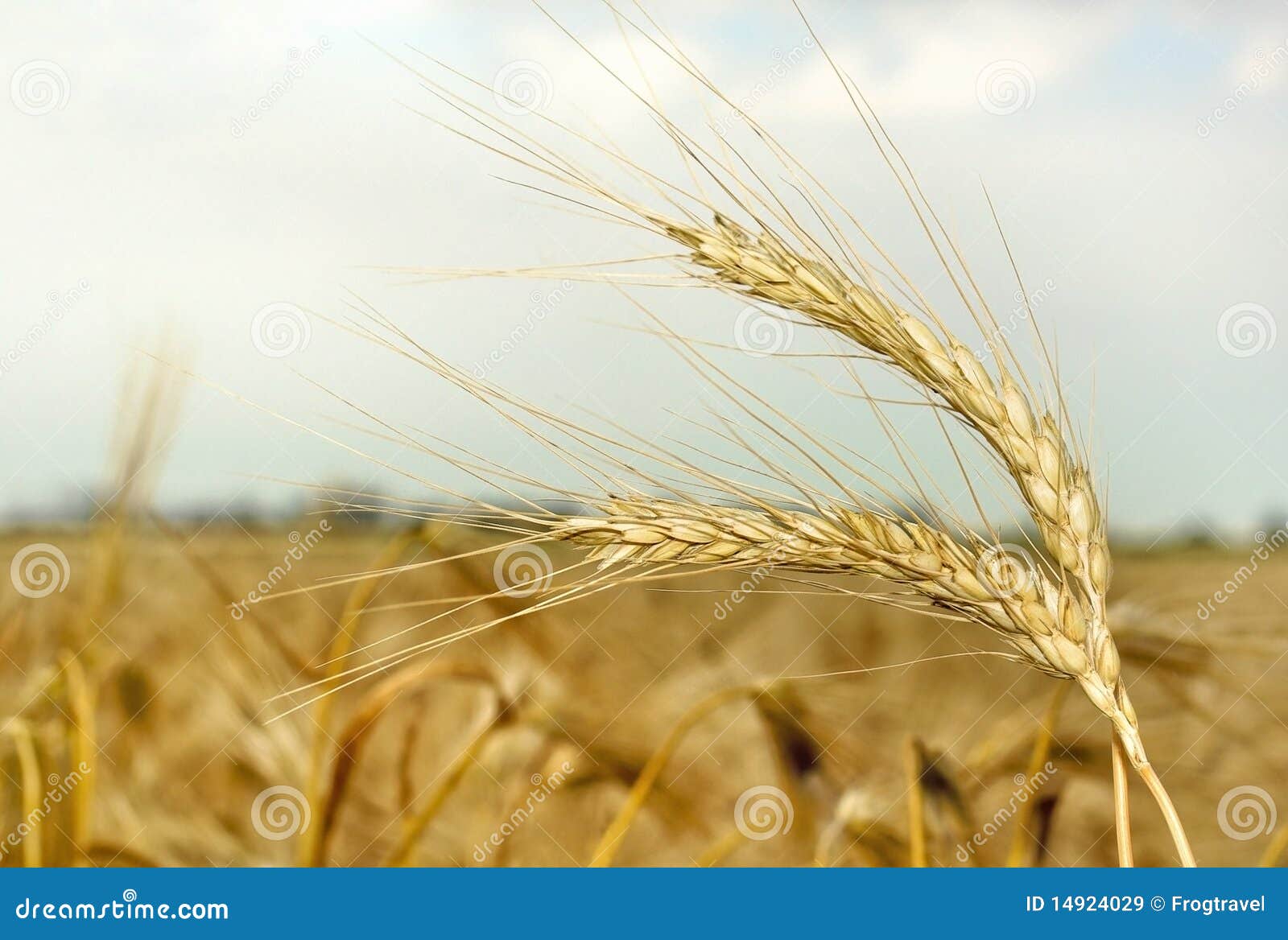 Wheat Heads Picture. Image: 14924029