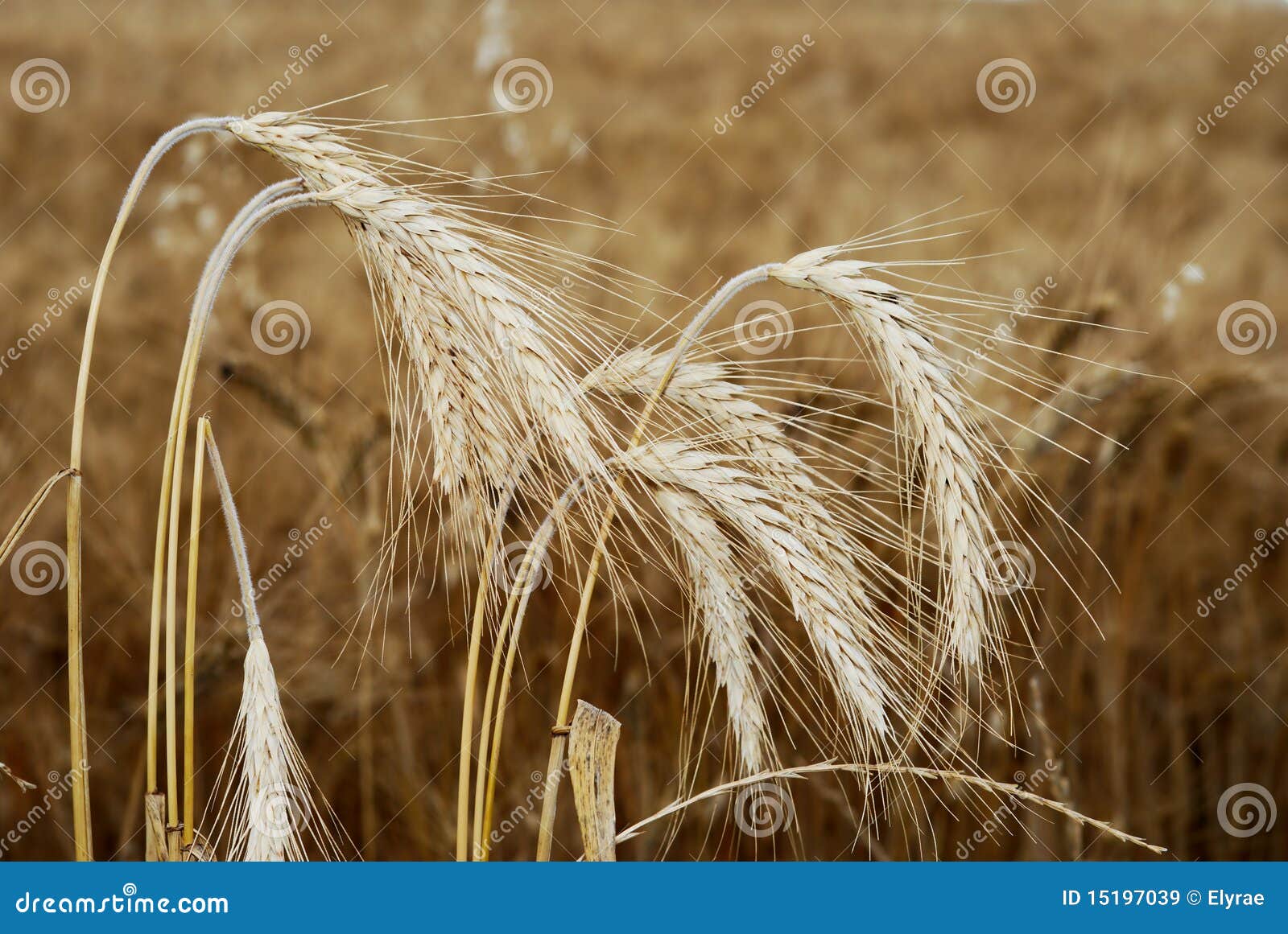 Wheat heads stock image. Image of seed, food, plant, ripe - 15197039