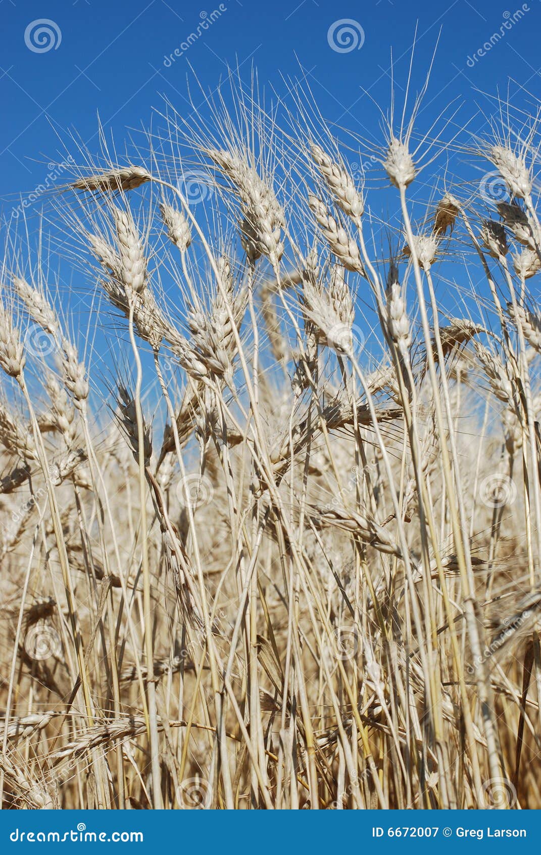 Wheat Heads stock image. Image of grain, field, autumn - 6672007