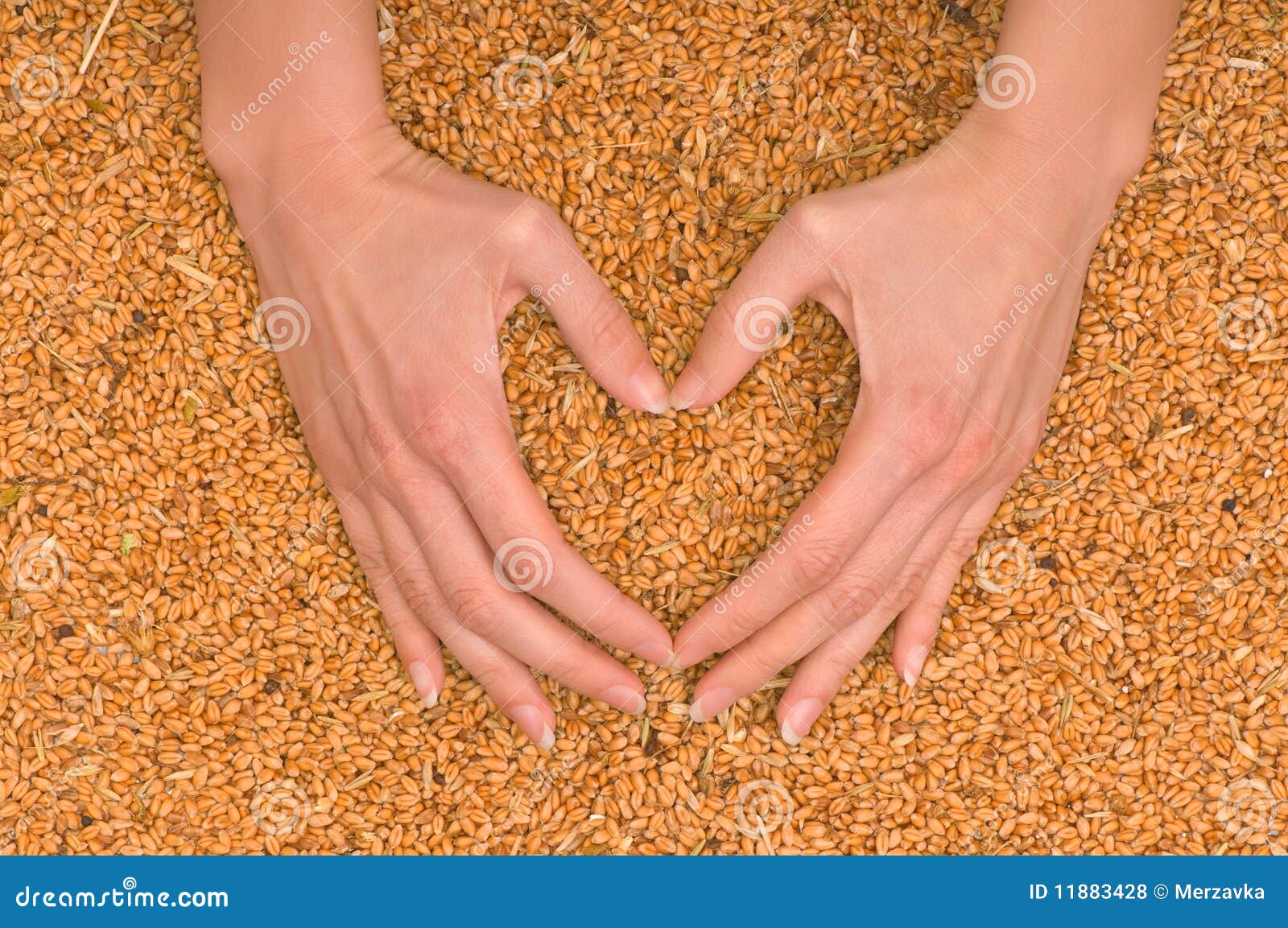 Wheat heart stock photo. Image of holding, food, harvesting - 11883428