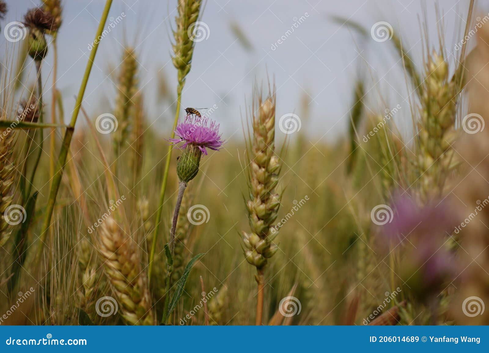 Wheat stock image. Image of grassland, lawn, wheat, flower - 206014689