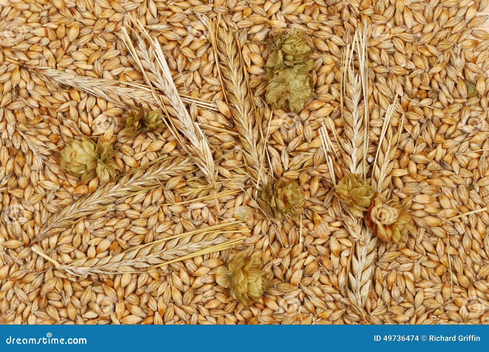 Wheat and hops stock photo. Image of brewing, cereal - 49736474