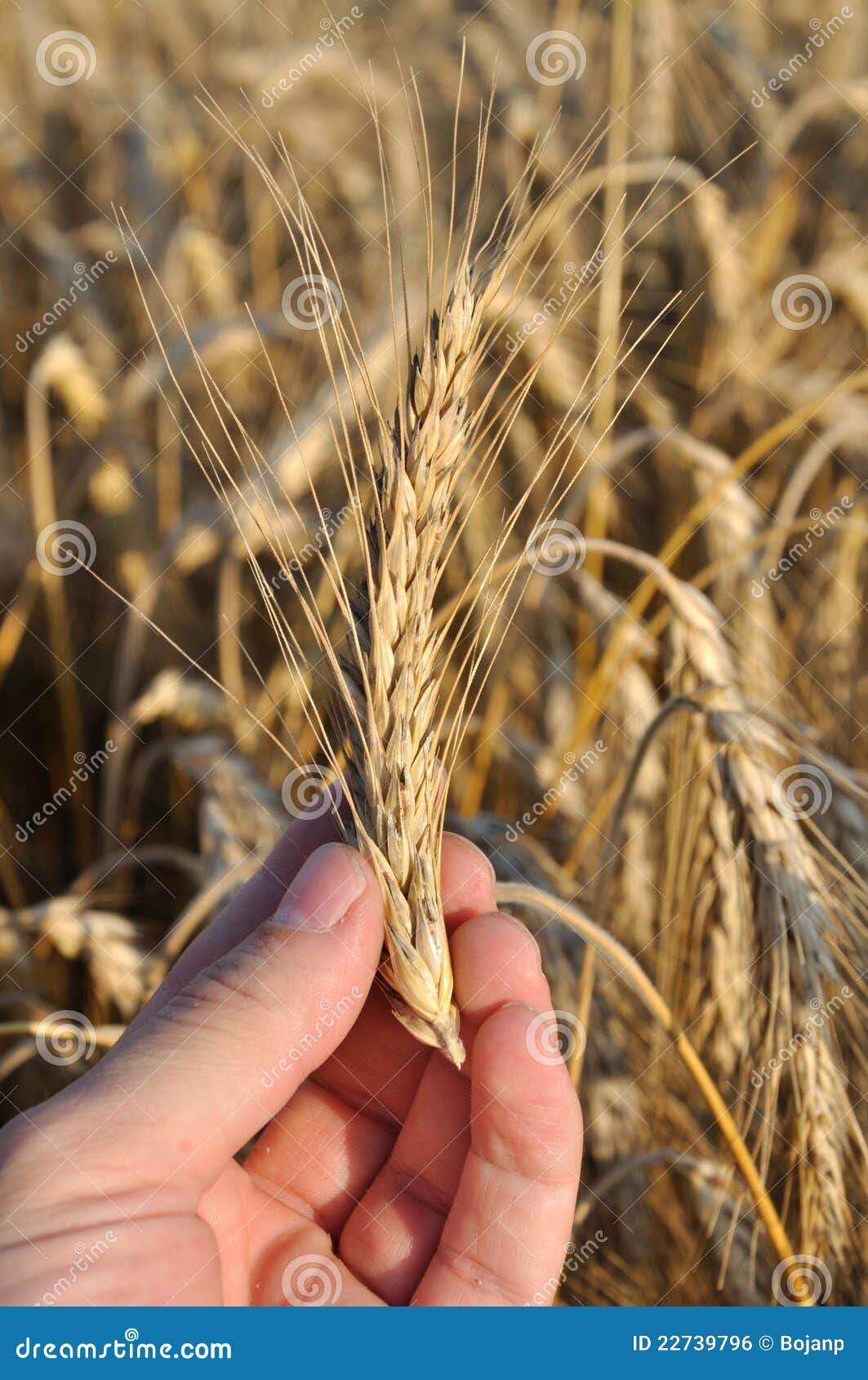 Wheat in human hand stock photo. Image of healthy, organic - 22739796