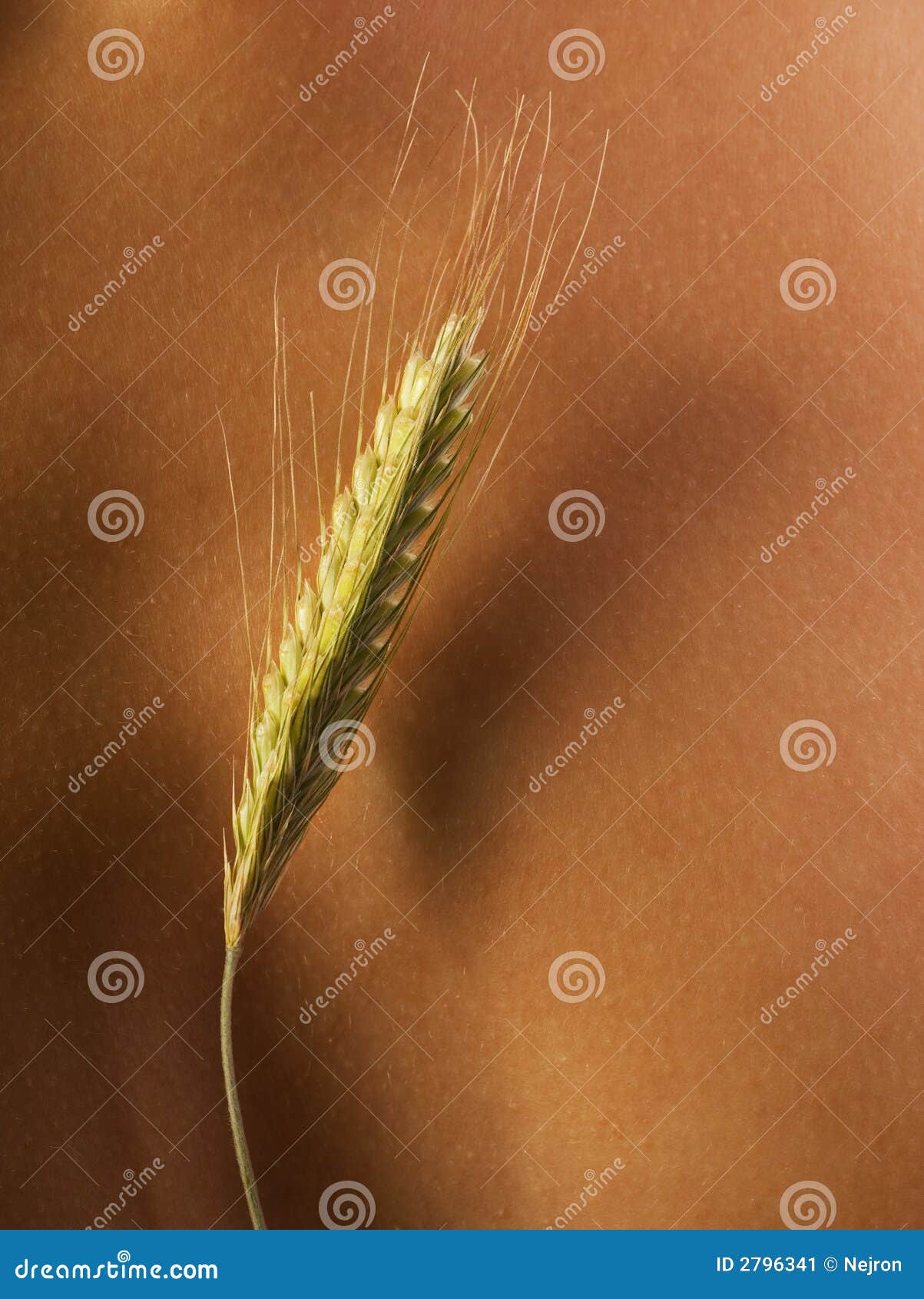 Wheat on human skin stock image. Image of crop, baking - 2796341