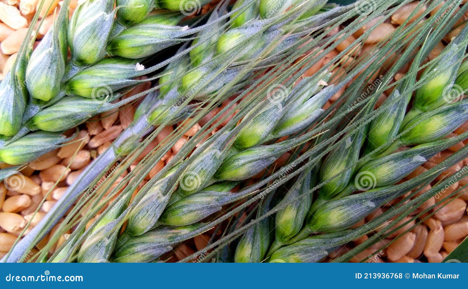 Wheat Background Buds Close Up Stock Photo - Image of carbohydrates ...