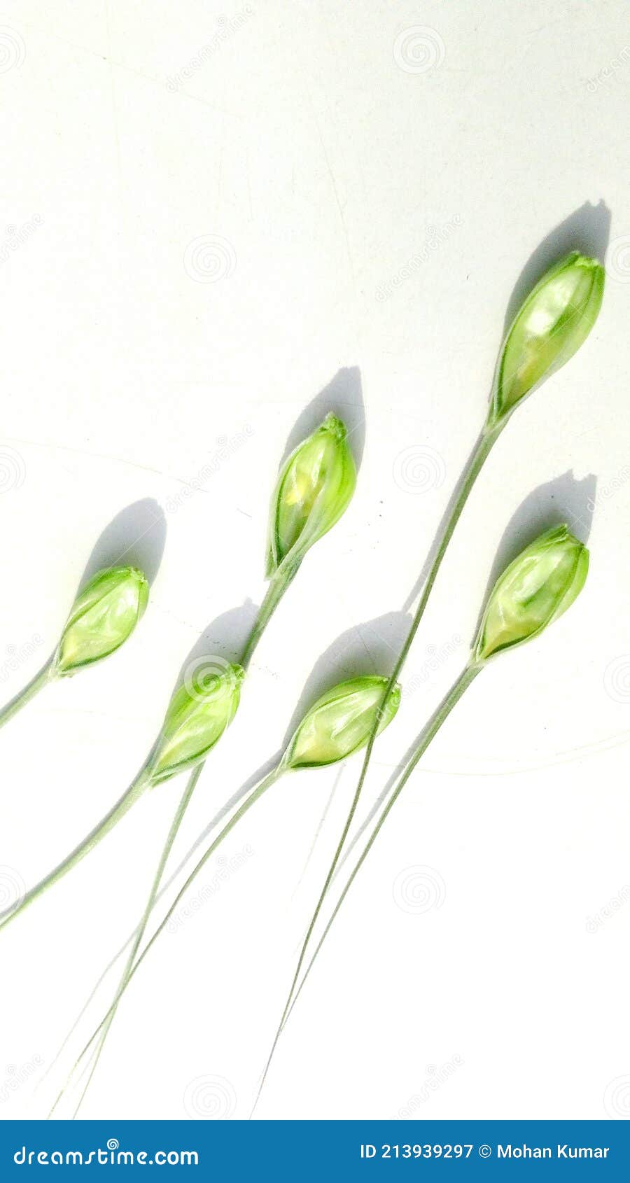 Wheat bud alone close up stock image. Image of leading - 213939297