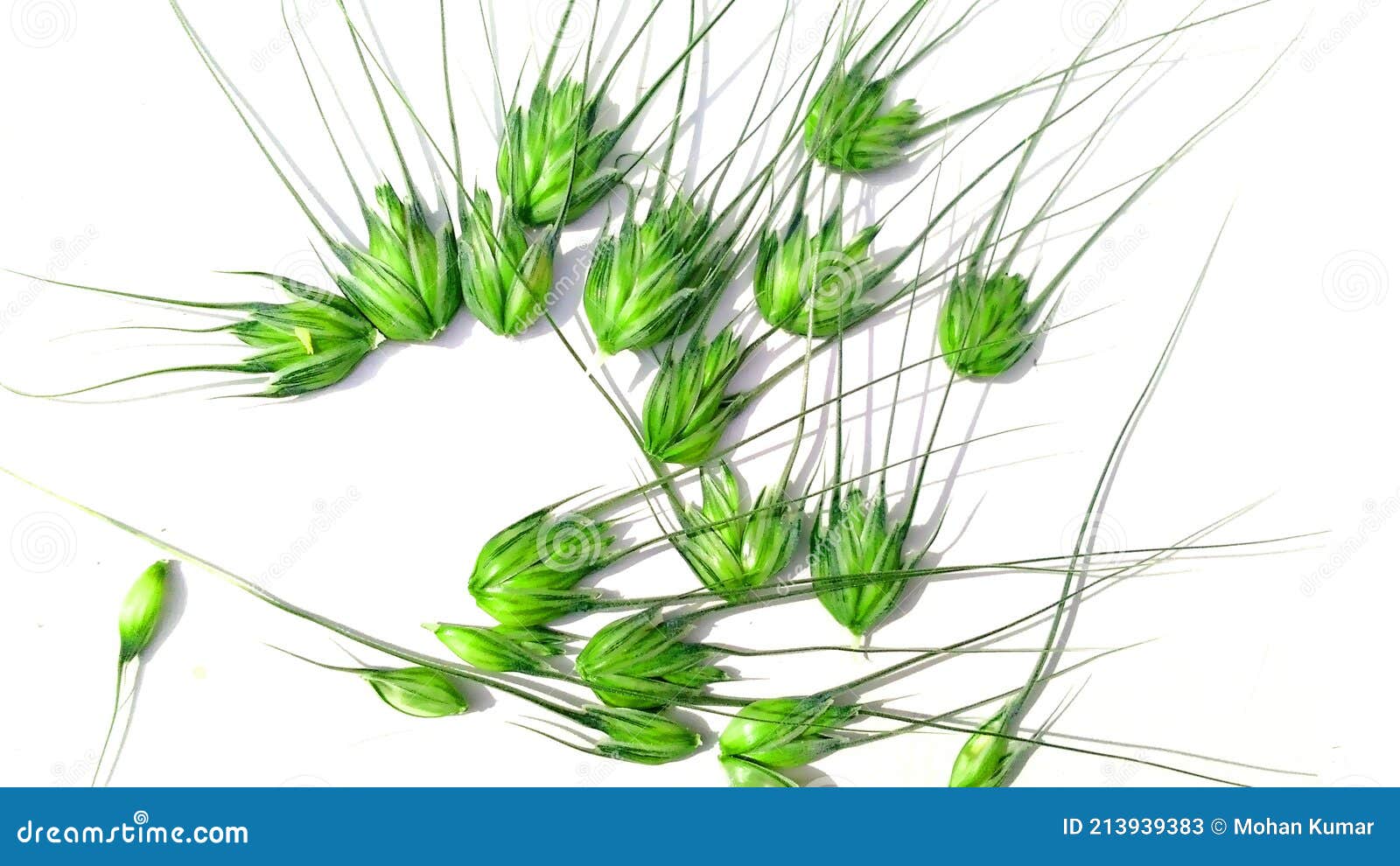 Wheat buds alone stock image. Image of essential, leading - 213939383