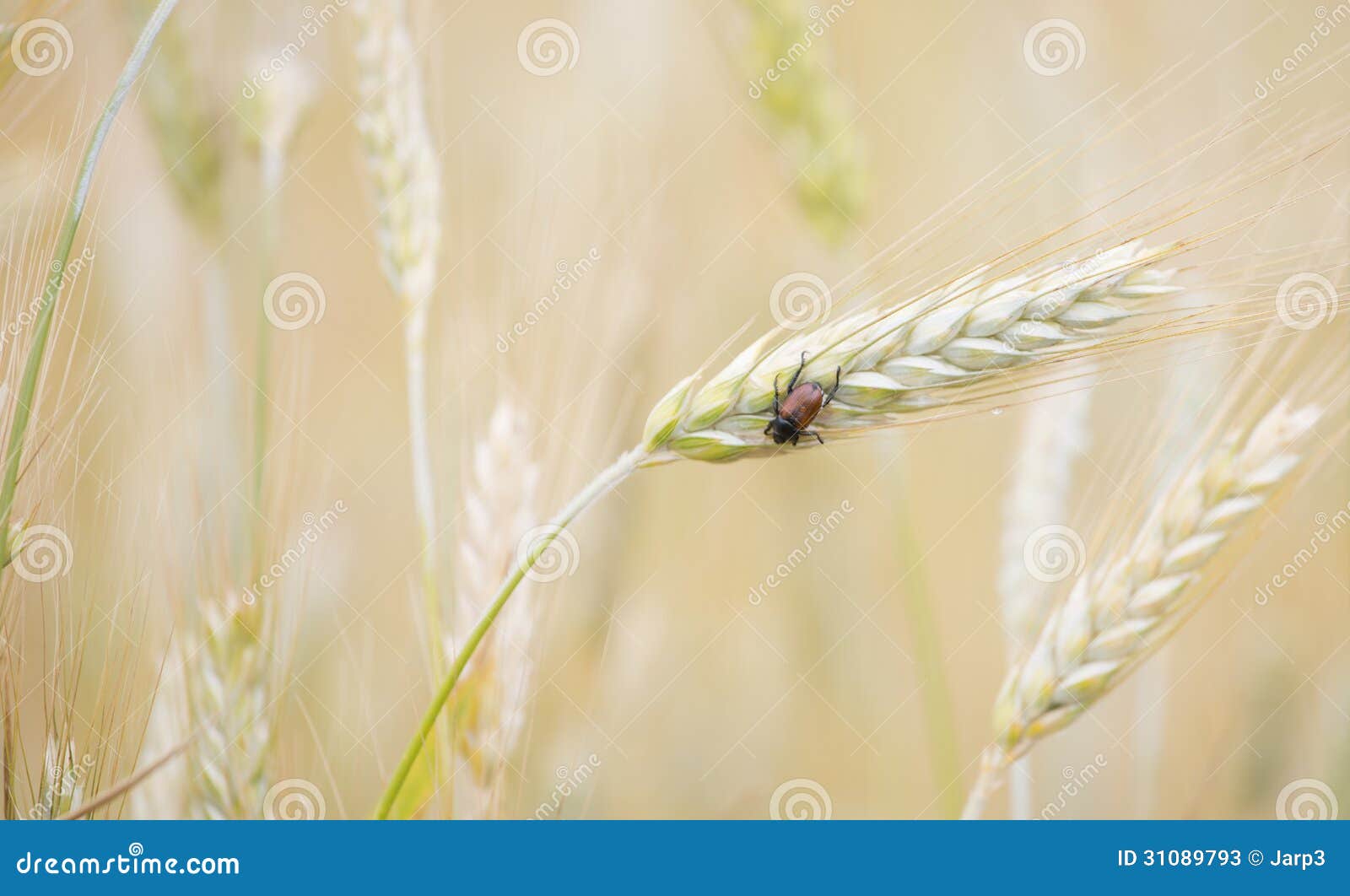 Wheat insect stock image. Image of golden, season, field - 31089793