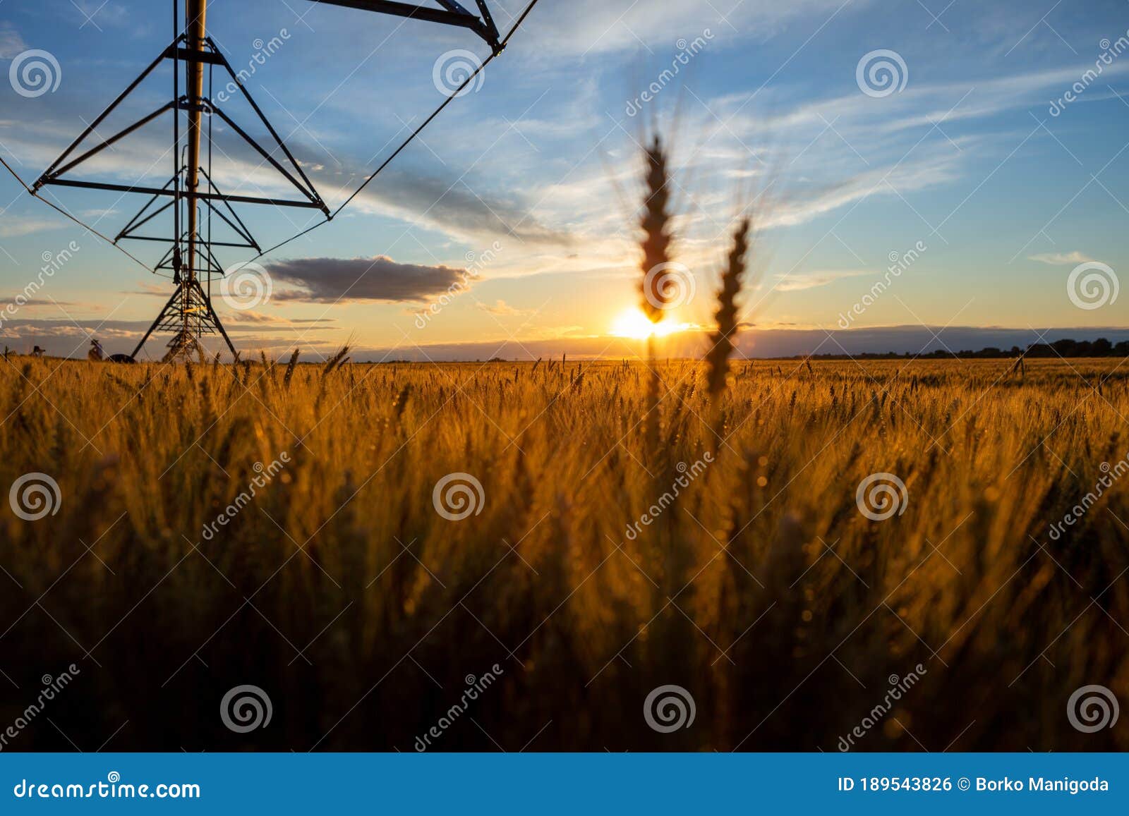 Wheat Irrigation System. the Wheat is Ripe and Ready for Harvest ...