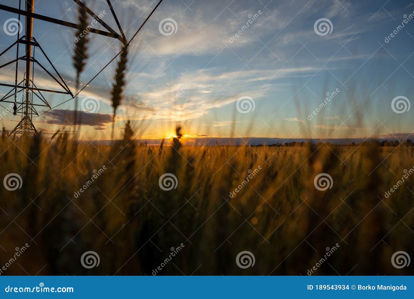 Wheat Irrigation System. the Wheat is Ripe and Ready for Harvest Stock ...