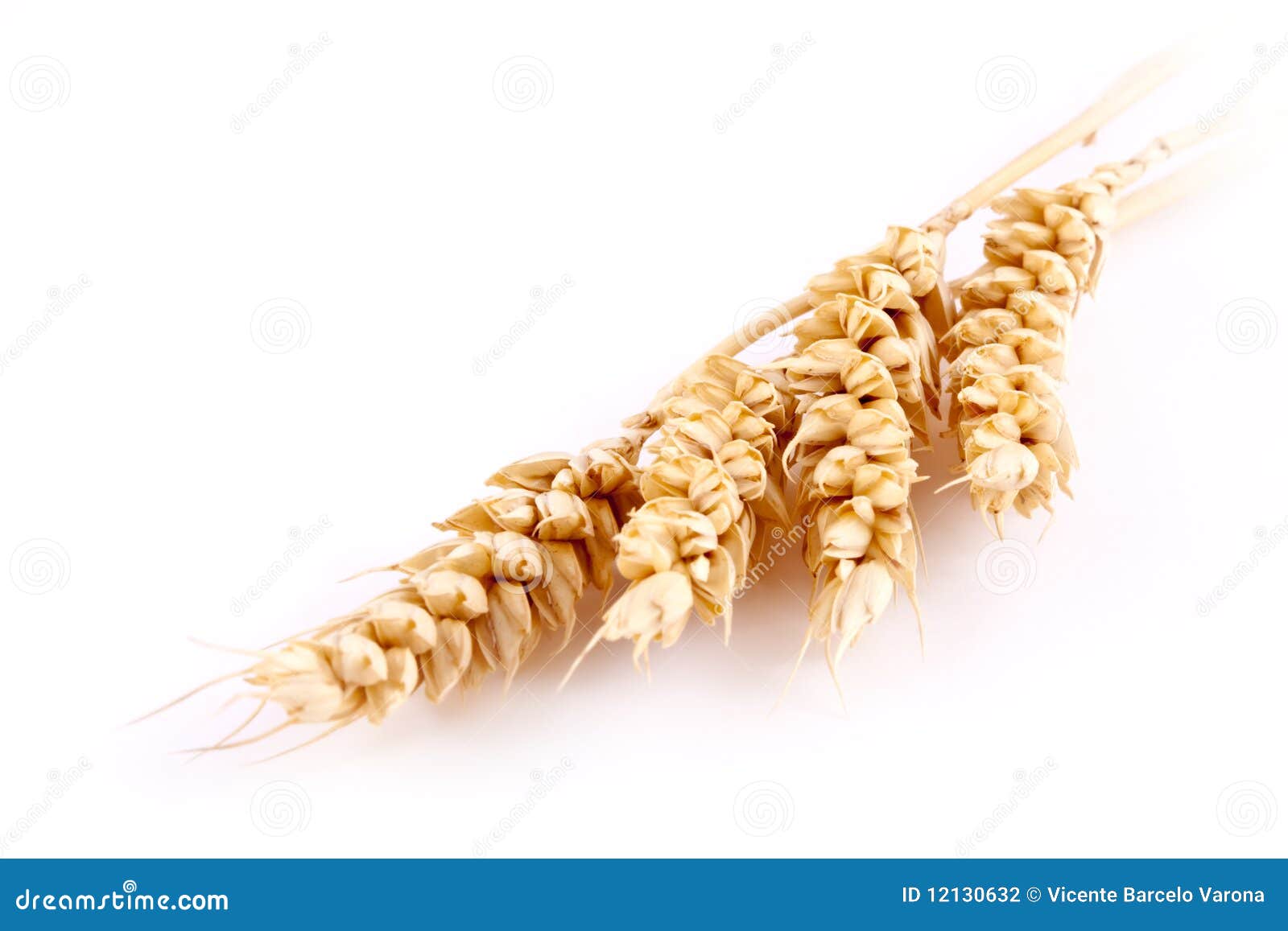 Wheat isolated stock photo. Image of grain, horizontal - 12130632