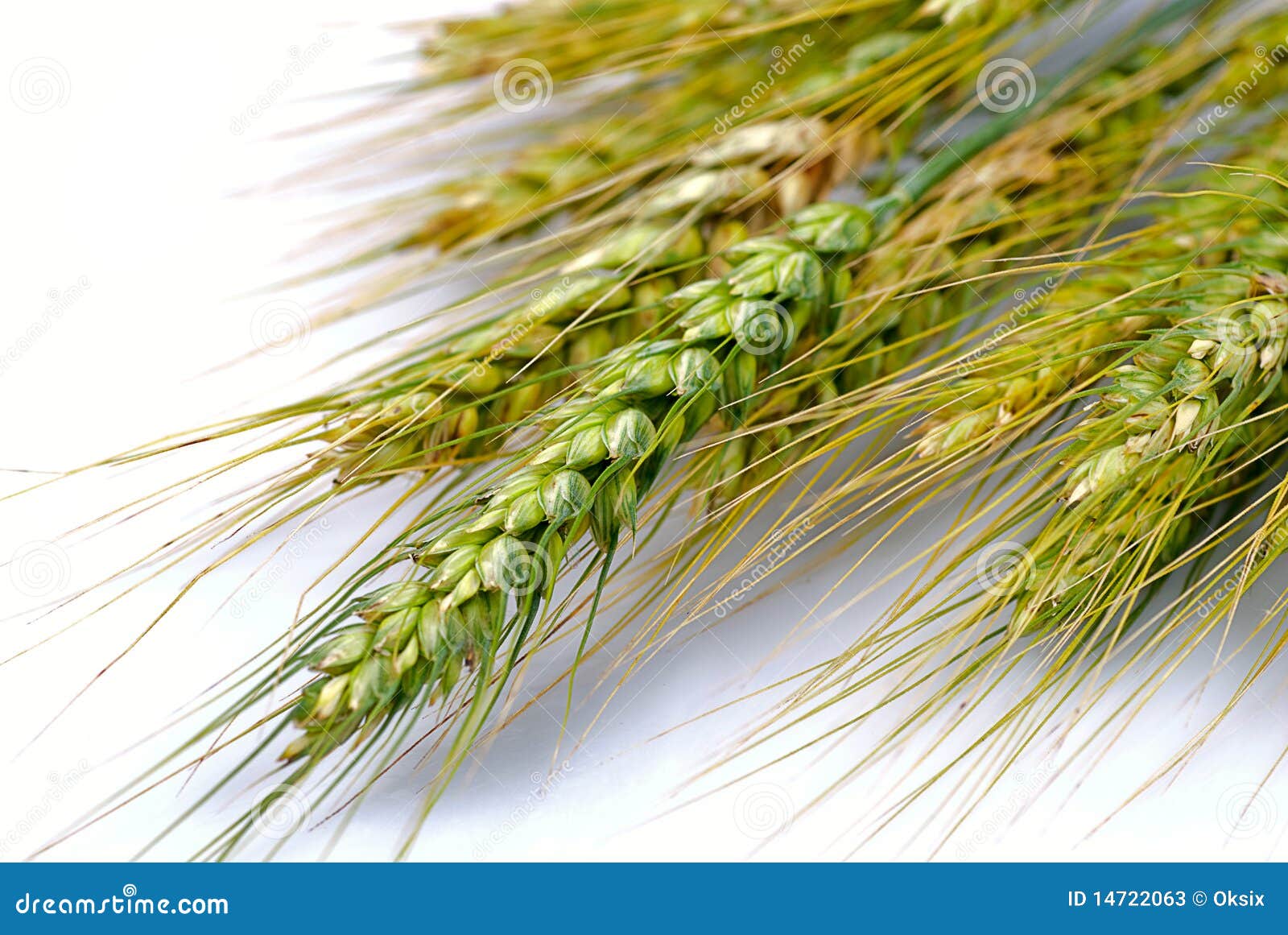 Wheat isolated stock image. Image of farm, healthy, garden - 14722063