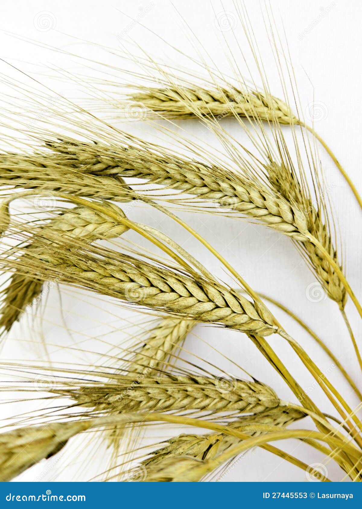 Wheat isolated stock image. Image of straw, closeup, isolated - 27445553