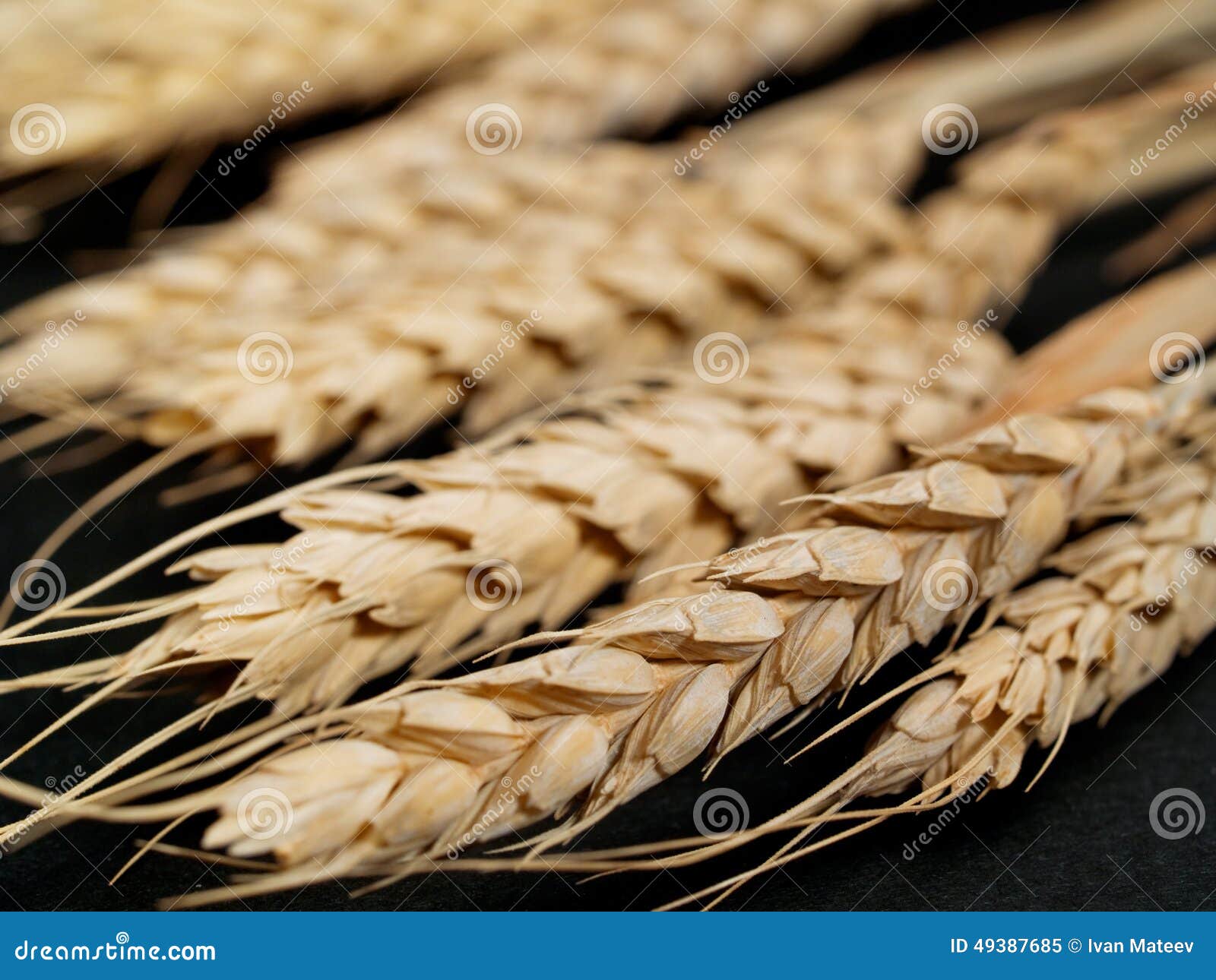 Wheat stock image. Image of stilllife, single, wheat - 49387685