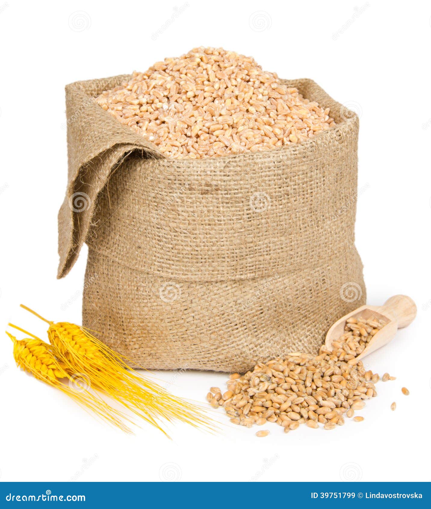 Wheat isolated stock image. Image of macro, food, hard - 39751799