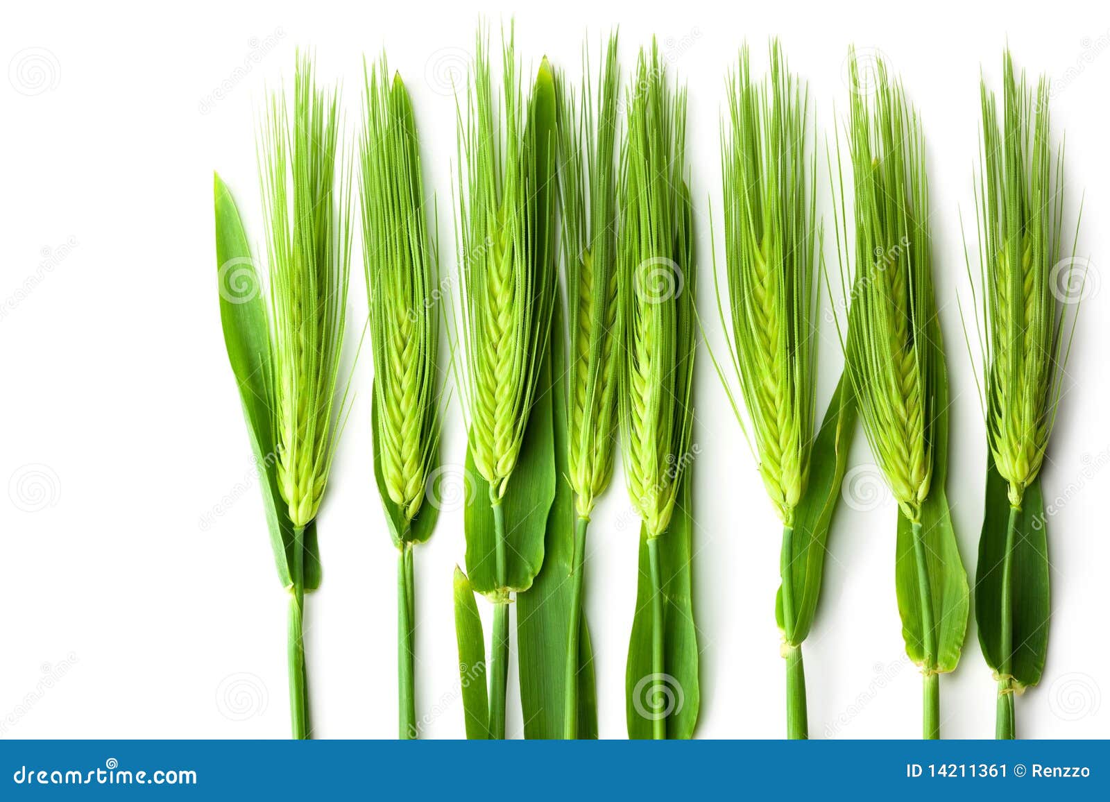 Wheat isolated on white stock image. Image of kernel - 14211361