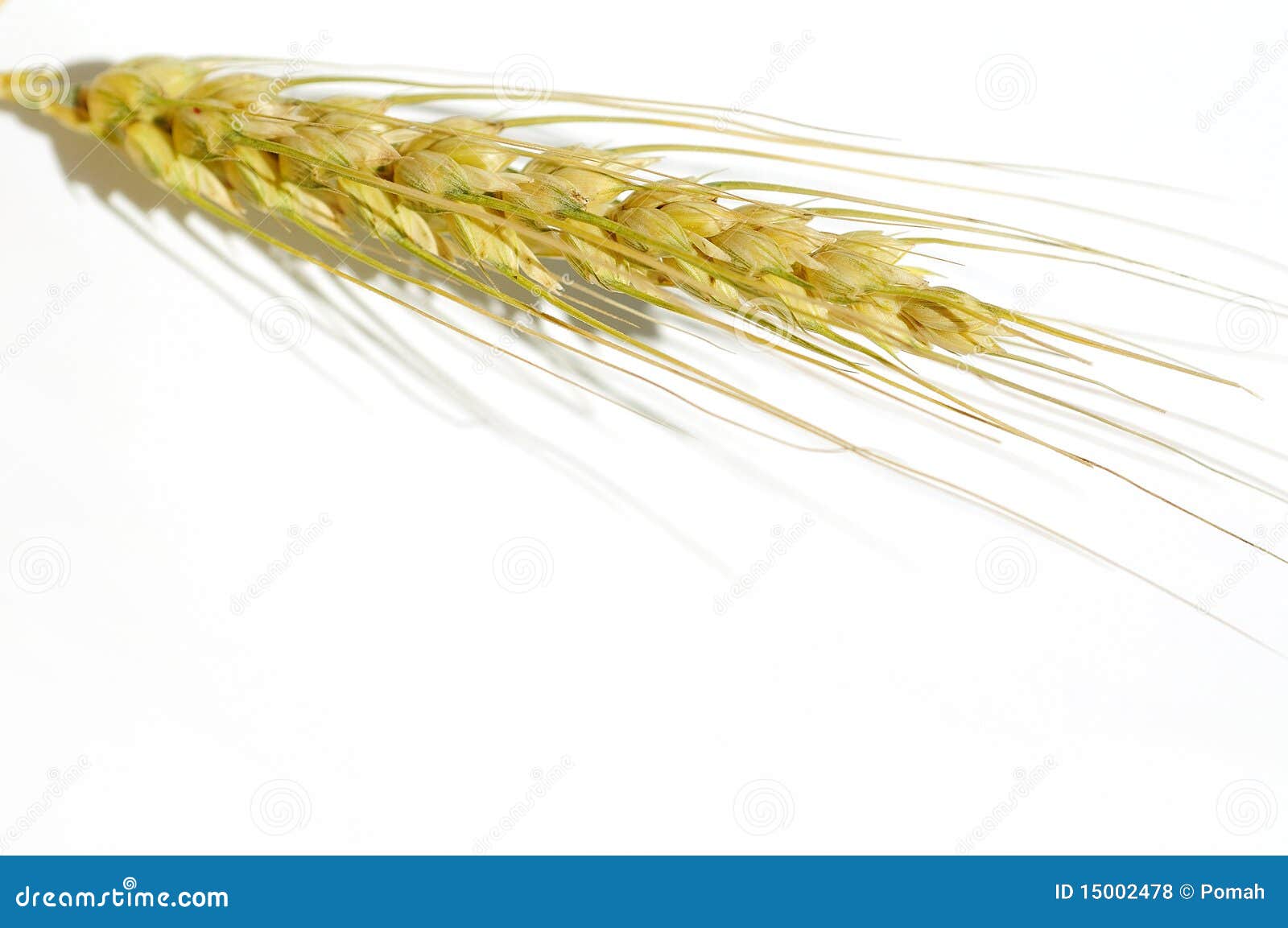 Wheat isolated on white stock photo. Image of natural - 15002478