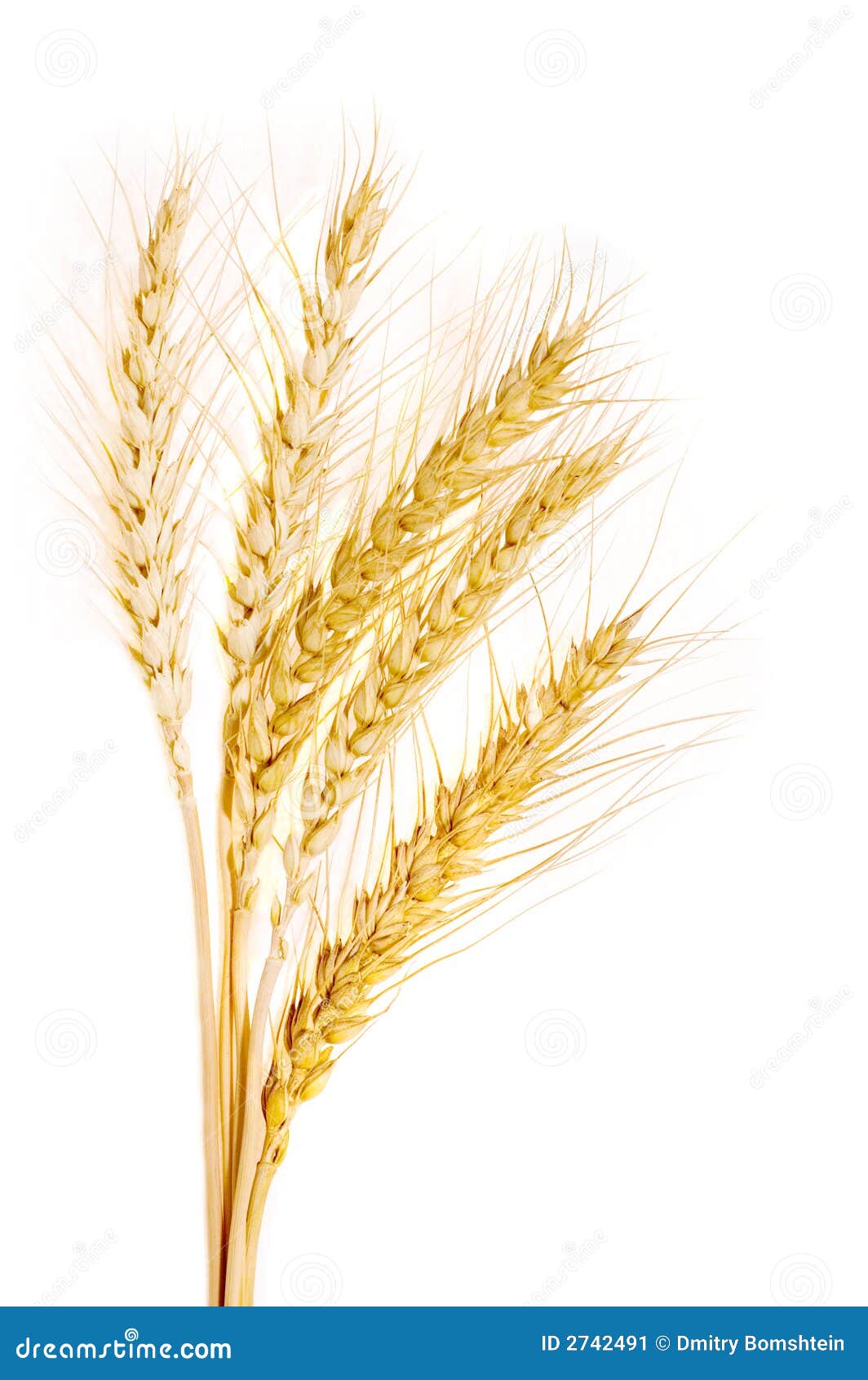 Wheat Isolated On White Backgrounds, Spiga Di Grano Stock Photography ...