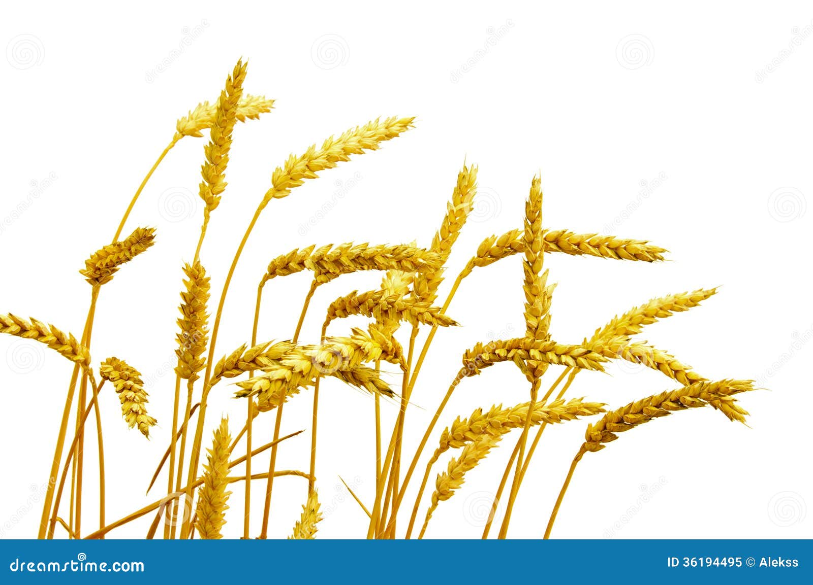 Wheat stock image. Image of plant, crop, growth, harvest - 36194495