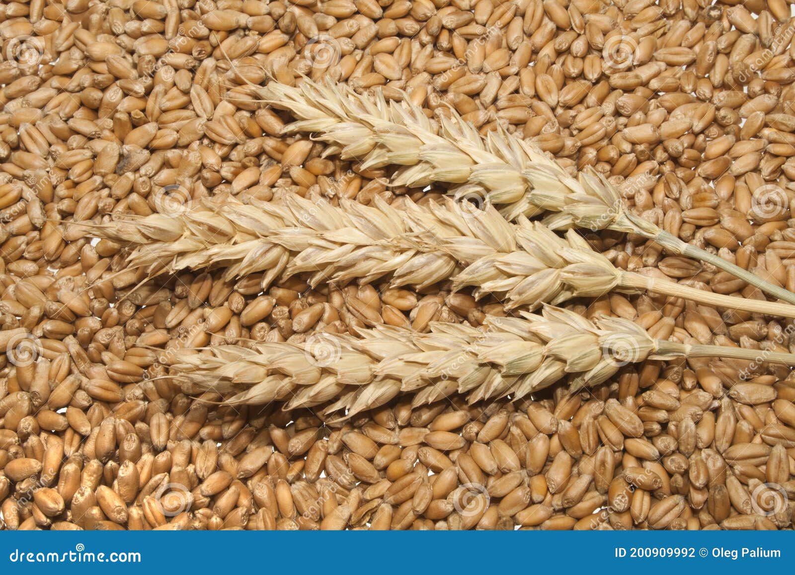 Wheat Isolated on White Background Stock Photo - Image of closeup ...