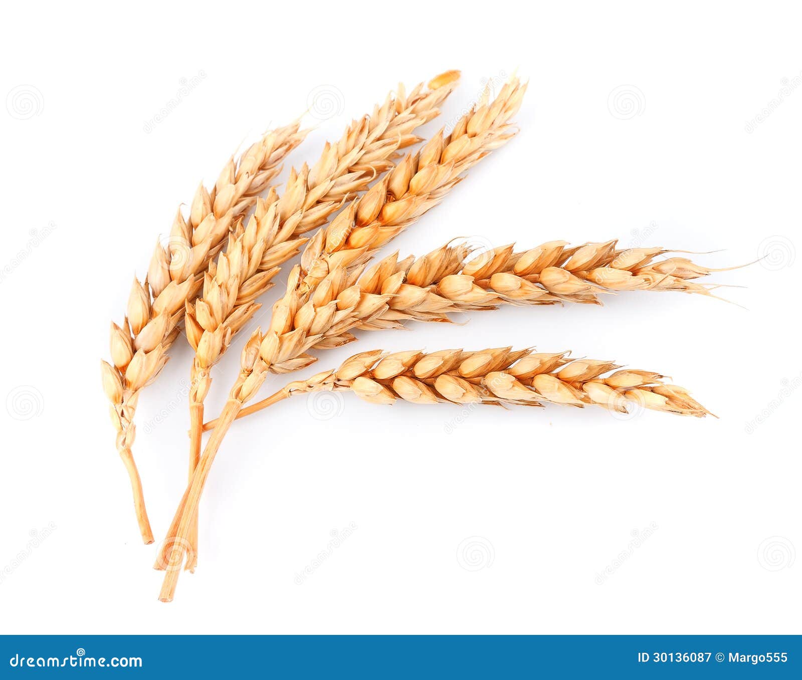 Wheat isolated stock image. Image of food, bread, white - 30136087