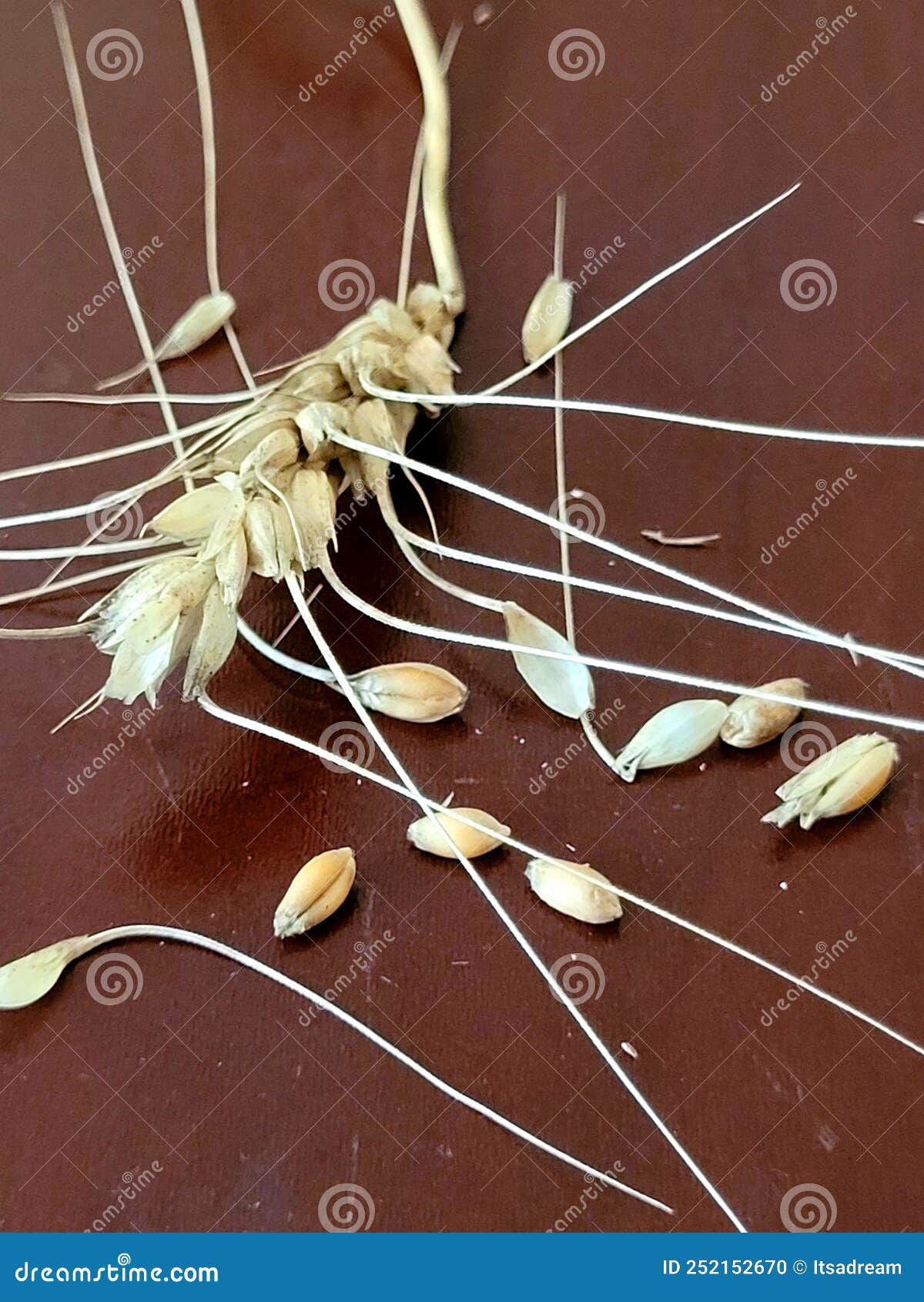 Wheat Kernel with Wheat Beard Stock Photo - Image of kernel, beard ...