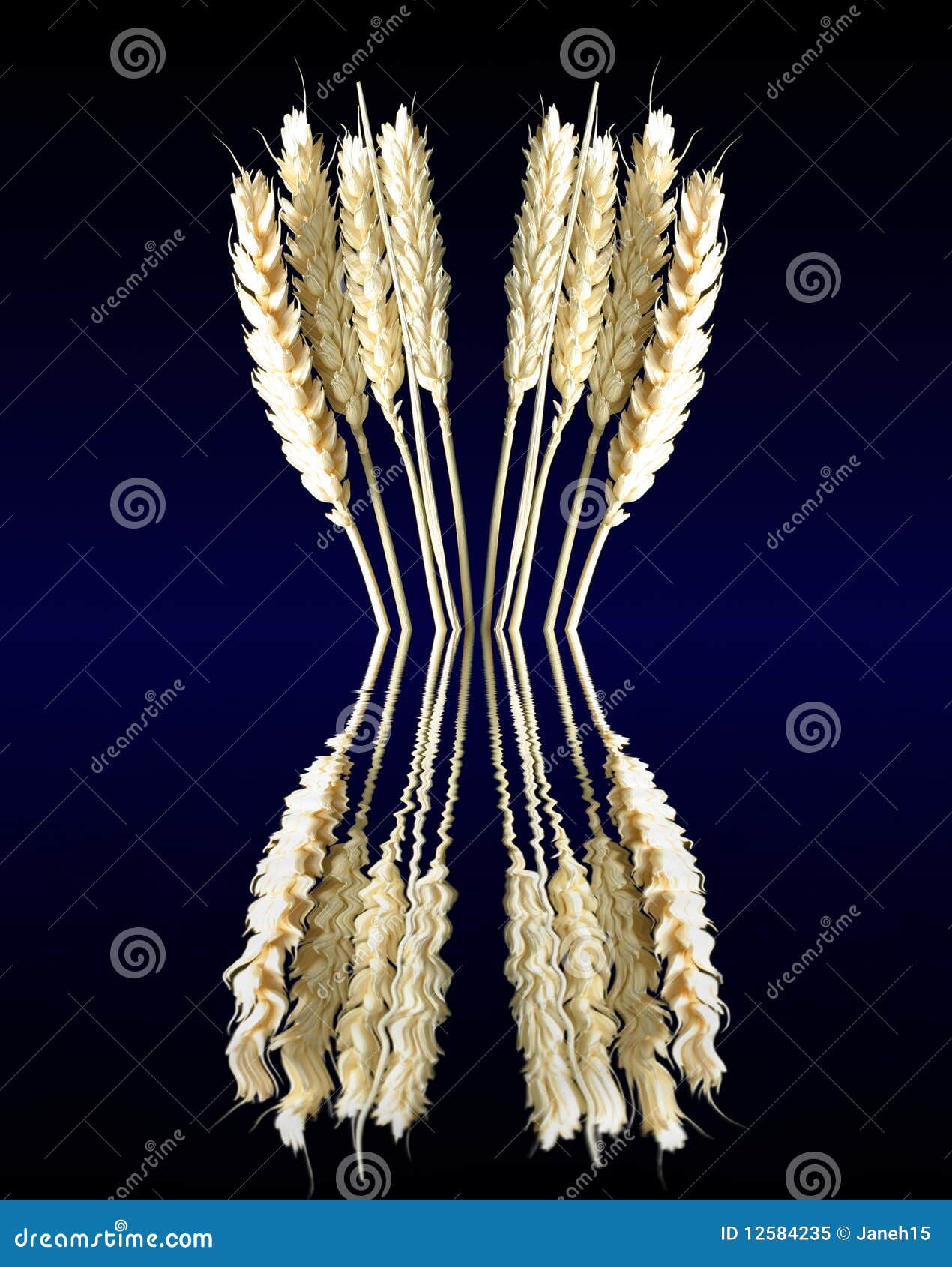 Wheat kernels stock image. Image of yellow, background - 12584235