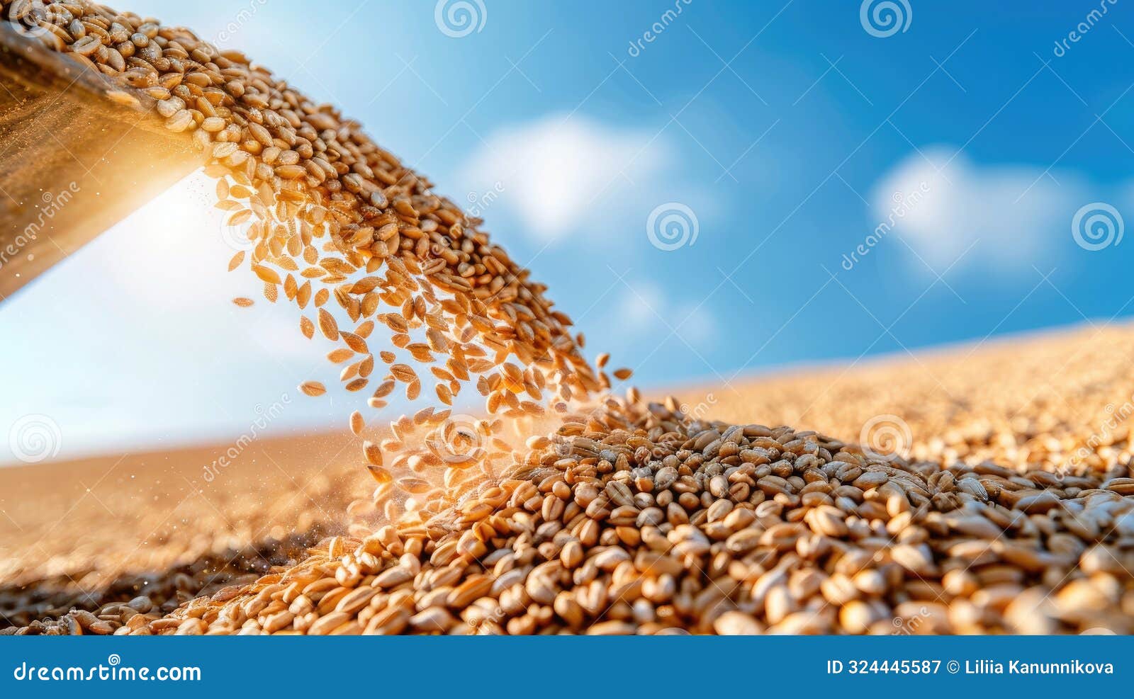 Wheat Kernels are Being Poured from a Conveyor Belt into a Large Pile ...
