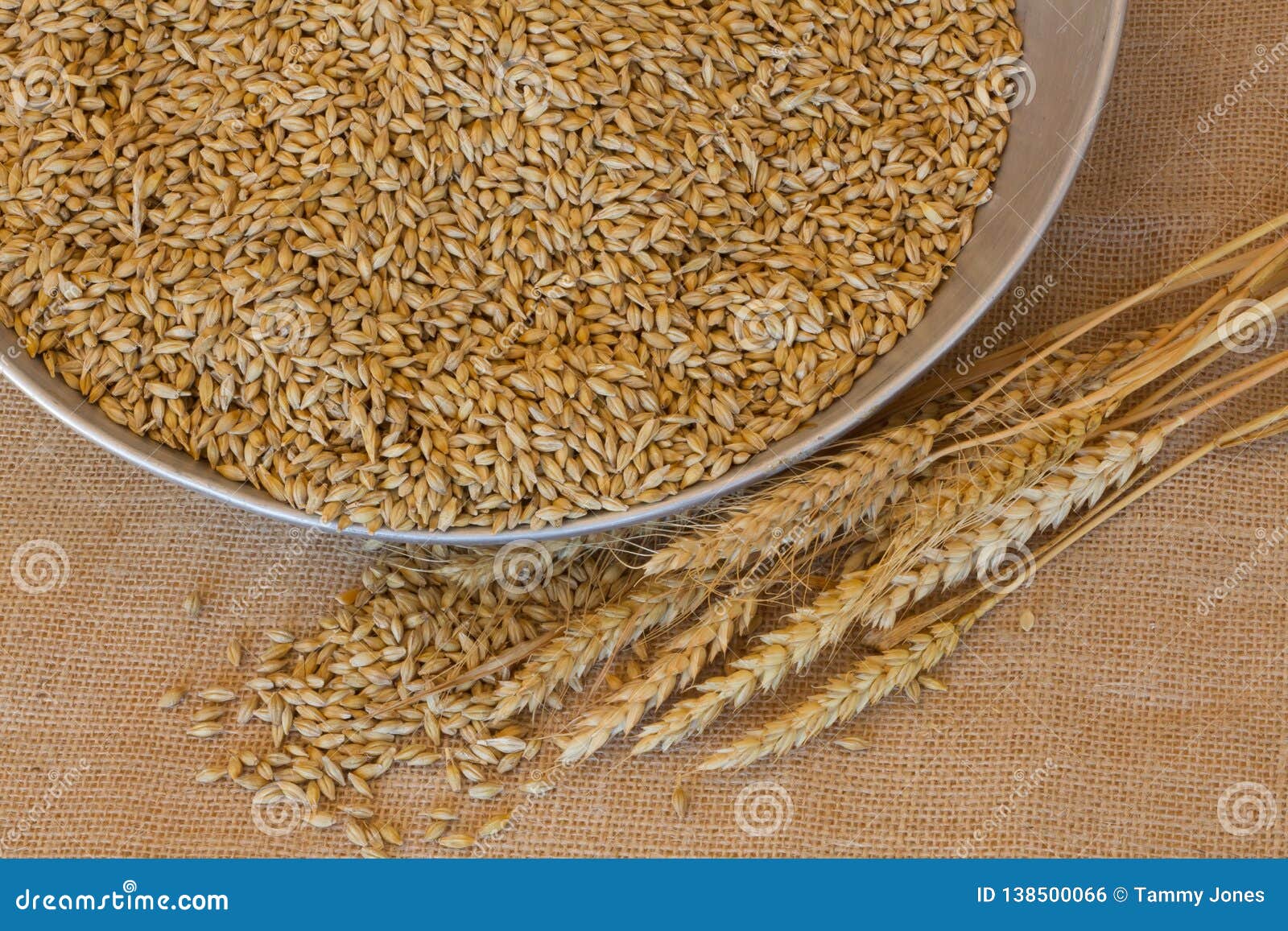 Wheat Kernels and Stalks on Burlap Stock Photo - Image of grain, field ...