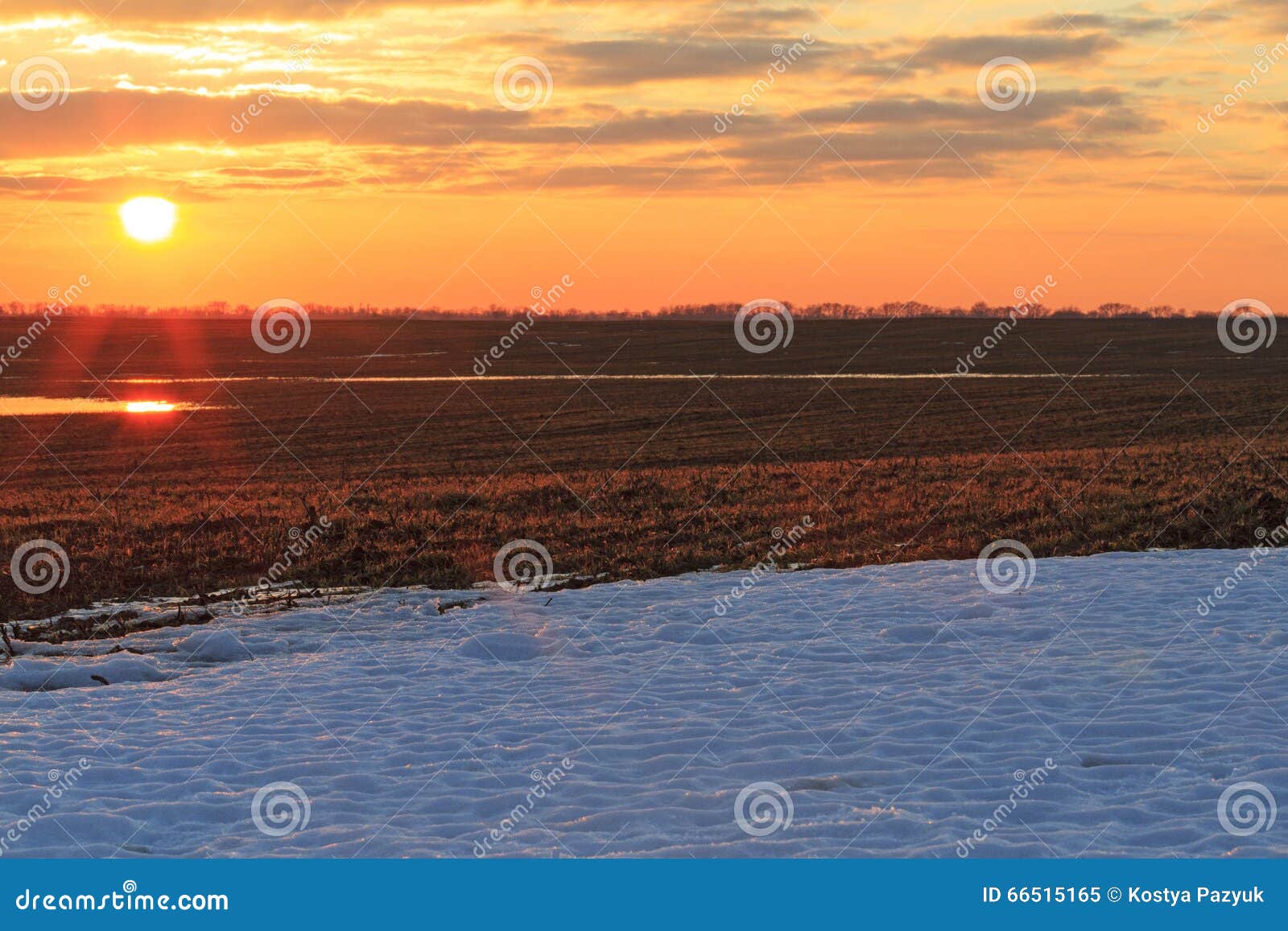 Wheat Ladder Broke through the Snow Stock Image - Image of cultivated ...