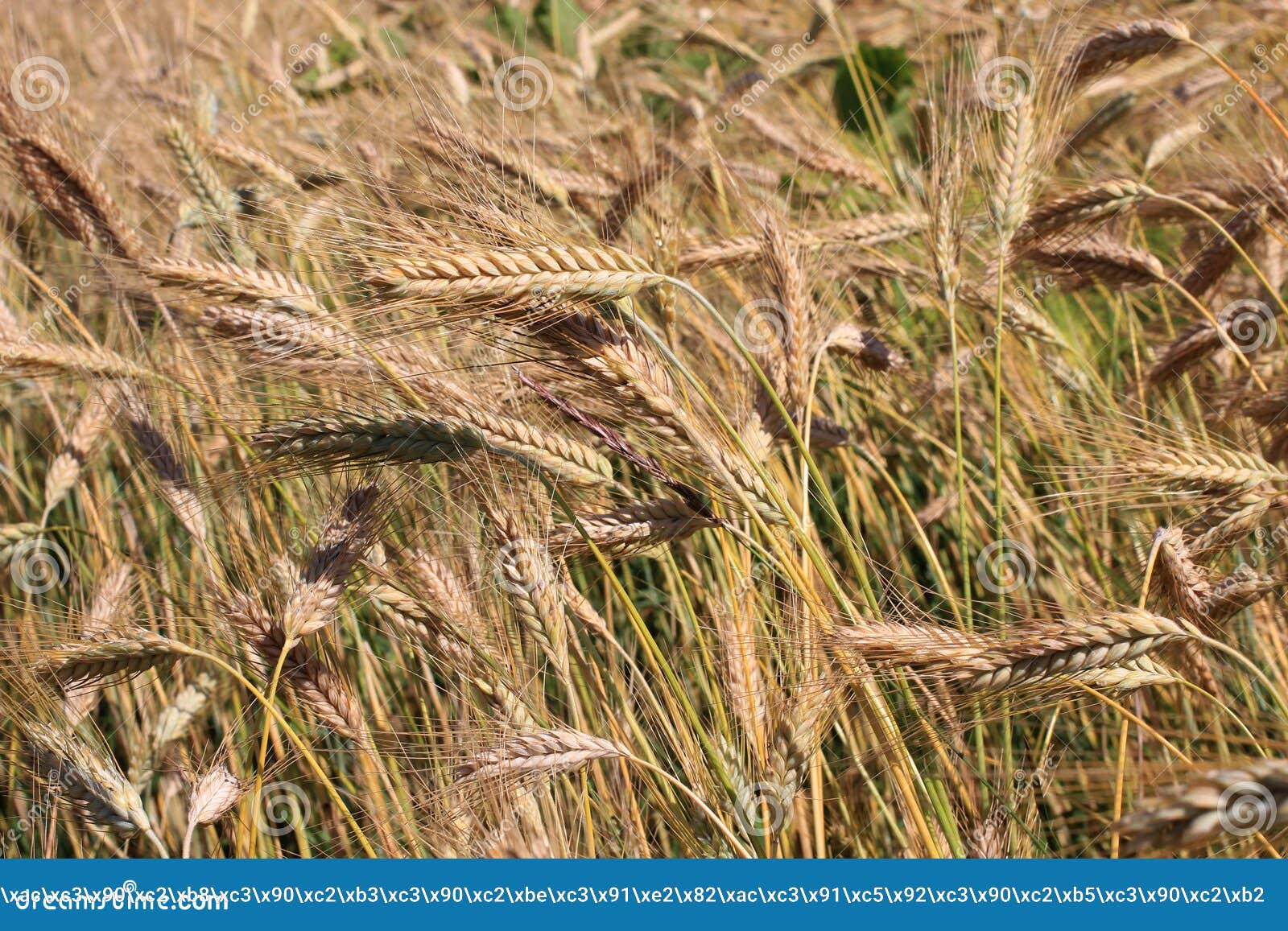 Wheat on land stock photo. Image of nature, field, bright - 83685610