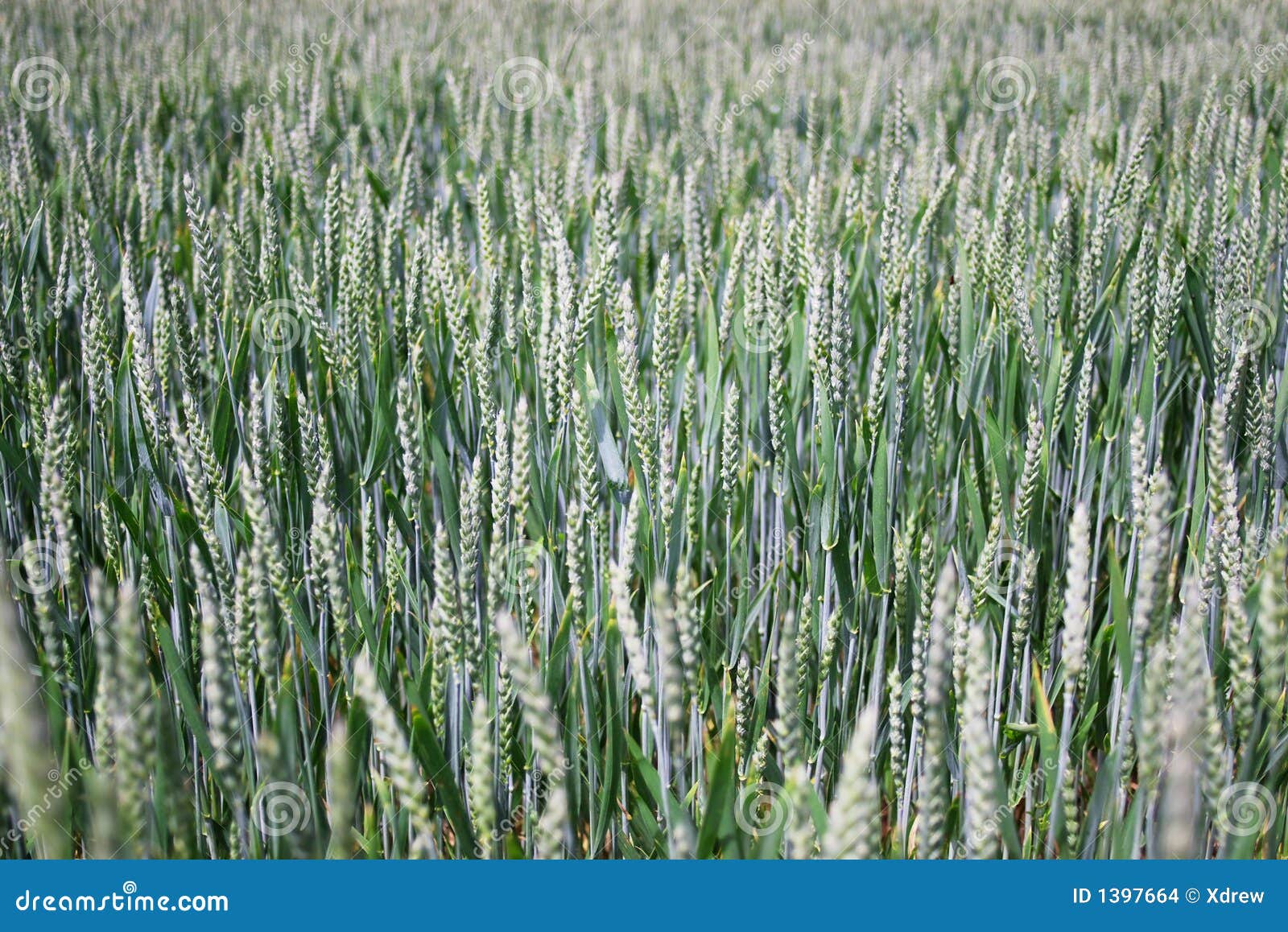 Wheat landscape stock photo. Image of abstract, biofuel - 1397664
