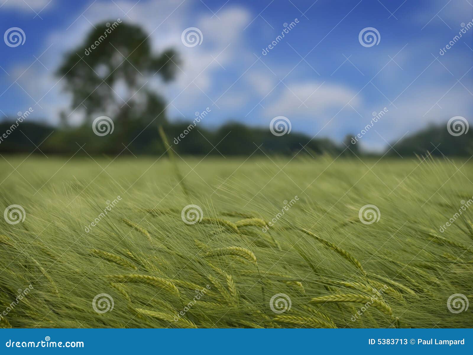 Wheat landscape stock image. Image of outdoors, crop, summer - 5383713