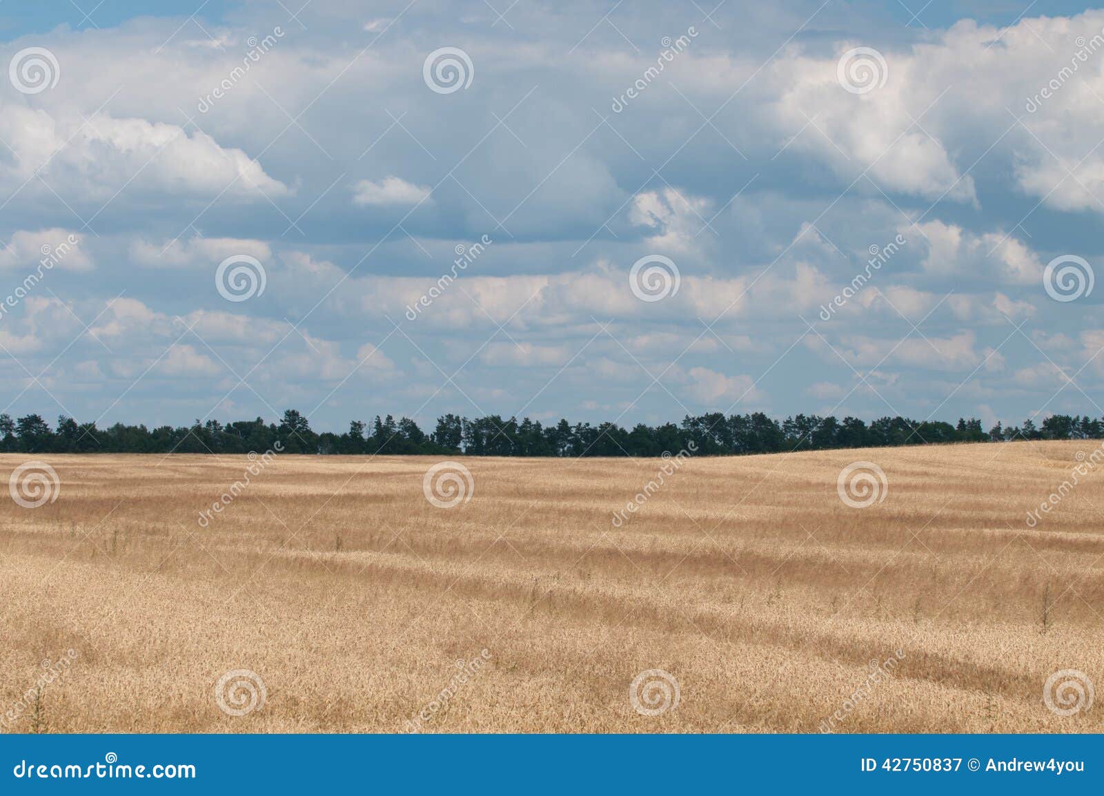 Wheat landscape-2 stock image. Image of agriculture, view - 42750837