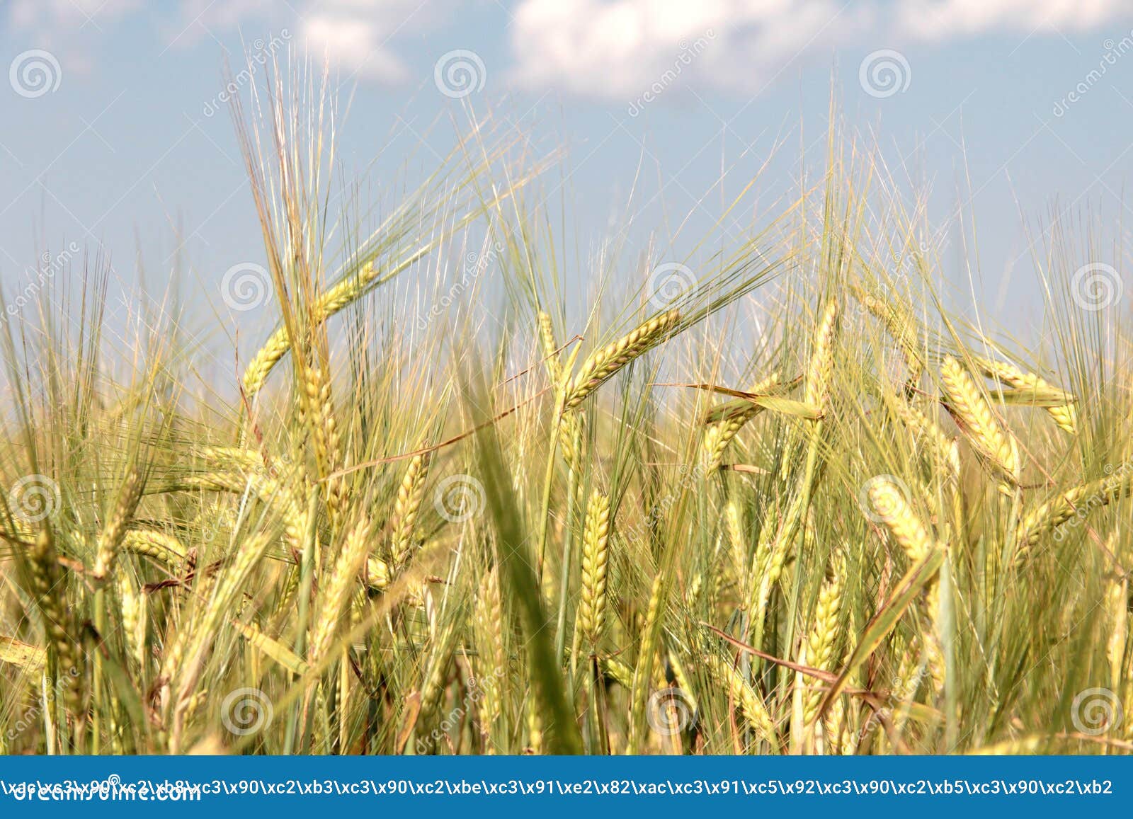 Wheat stock photo. Image of bread, grow, growth, plant - 43050004
